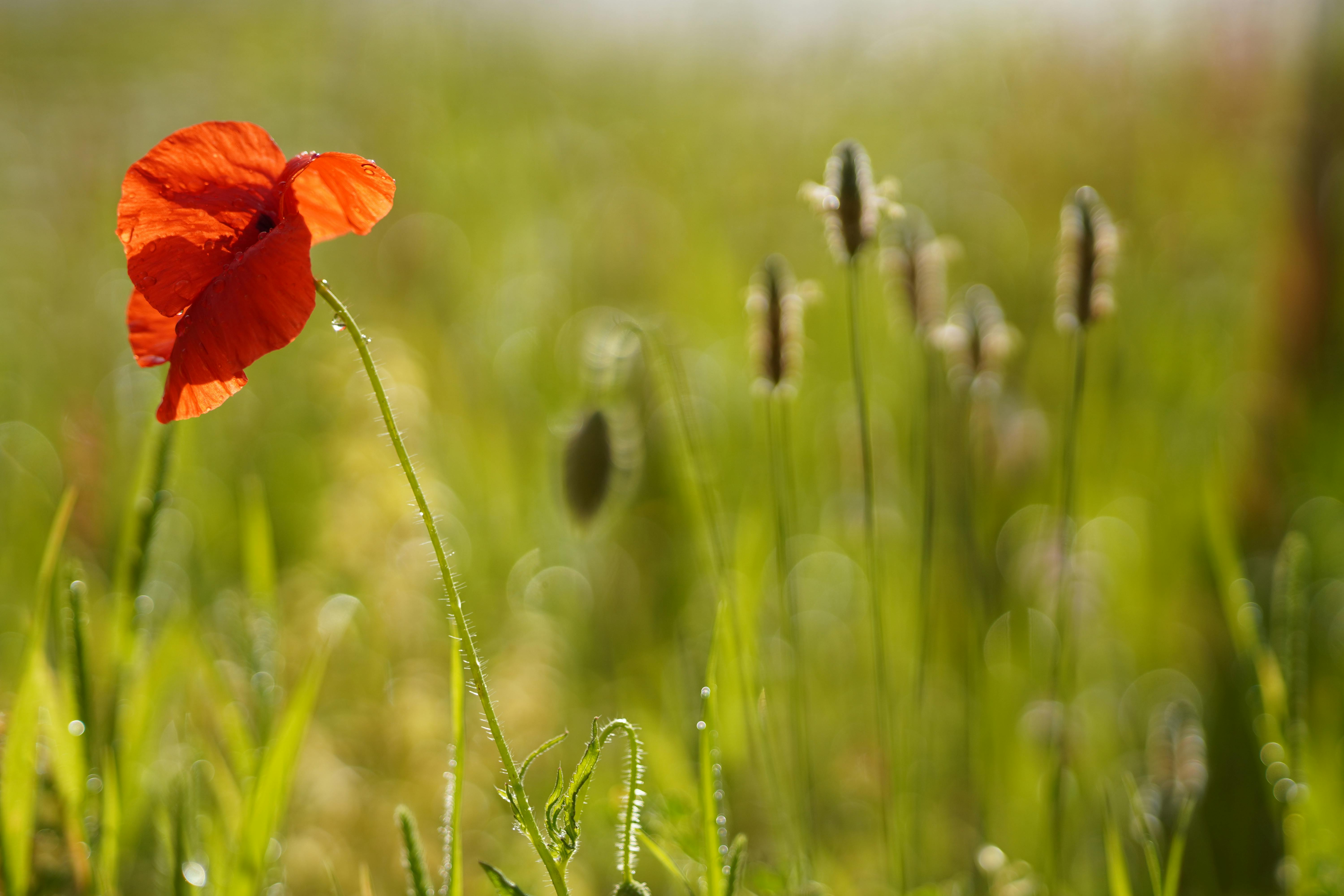 Single Background Photos, Download The BEST Free Single Background ...