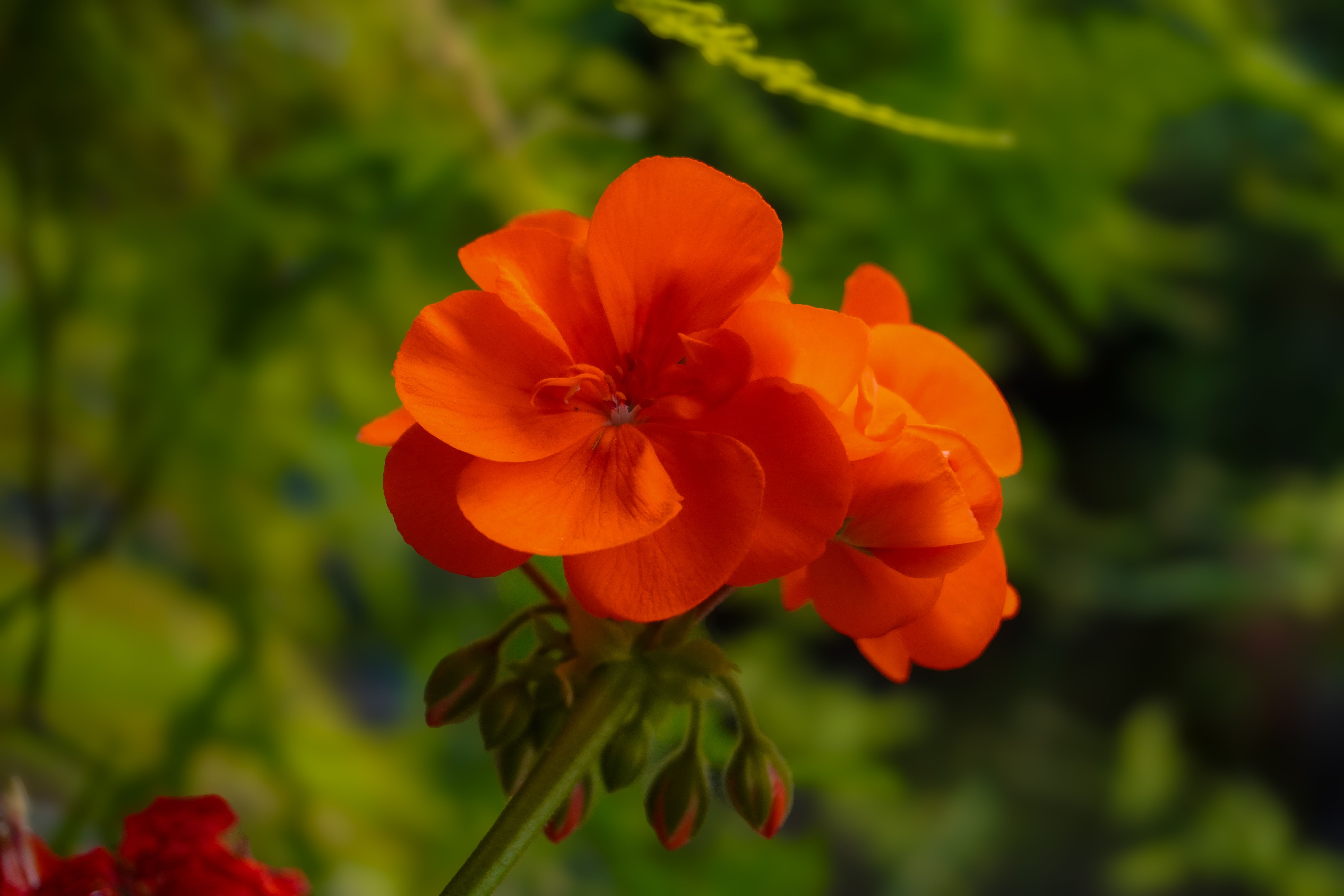 Vibrant Orange Geranium Flower in Bloom · Free Stock Photo