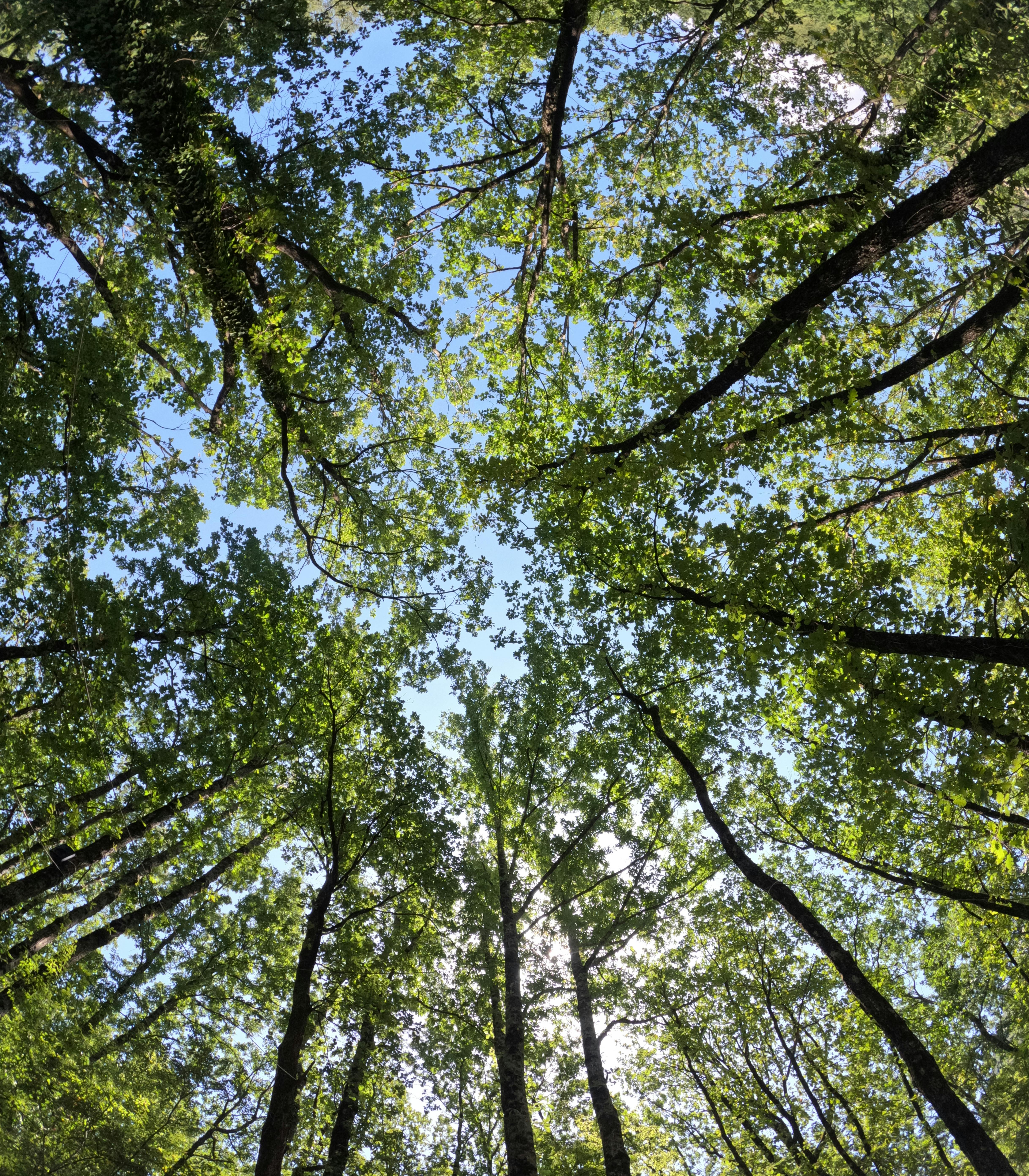 Lush Green Forest Canopy on a Sunny Day · Free Stock Photo