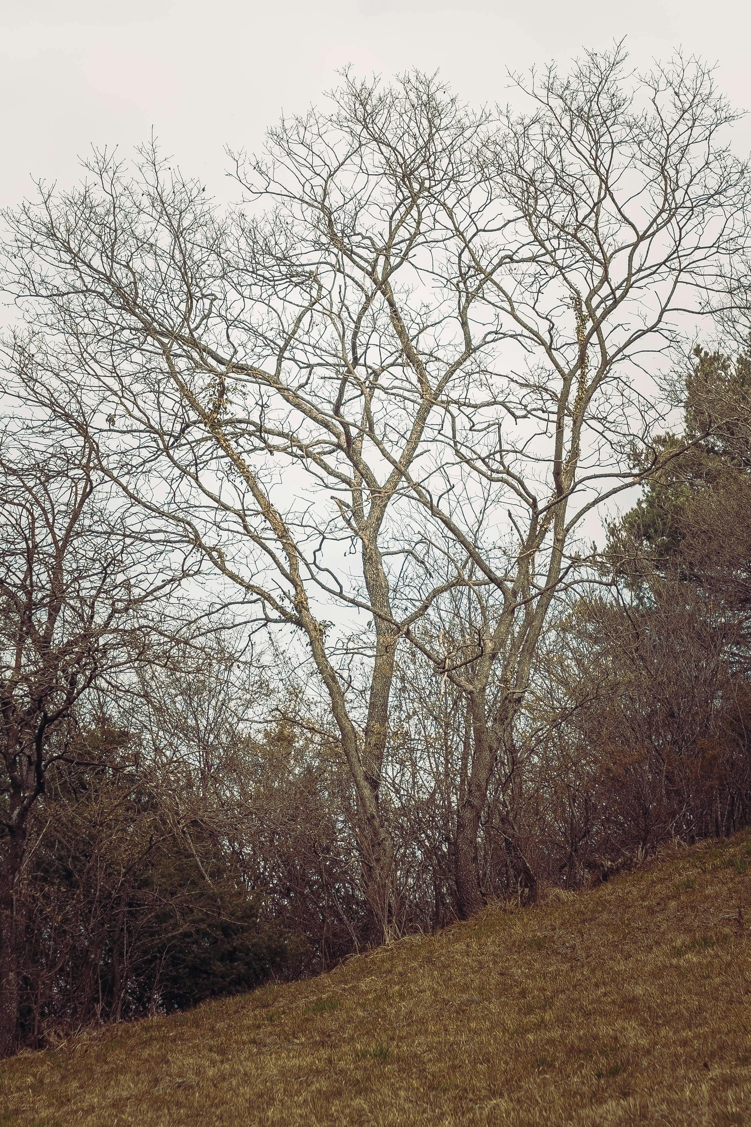Barren Trees on a Hillside in Early Spring · Free Stock Photo