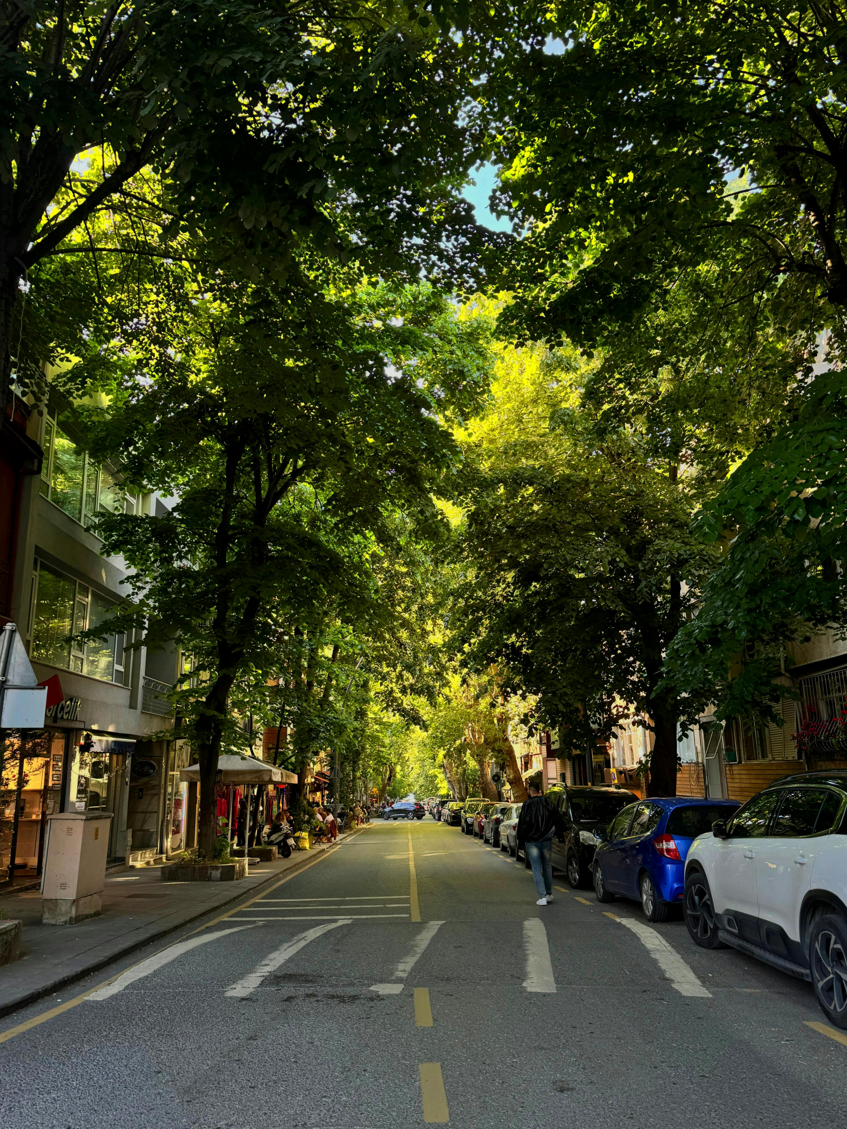 Tree-Lined Urban Street in Summer Daylight · Free Stock Photo