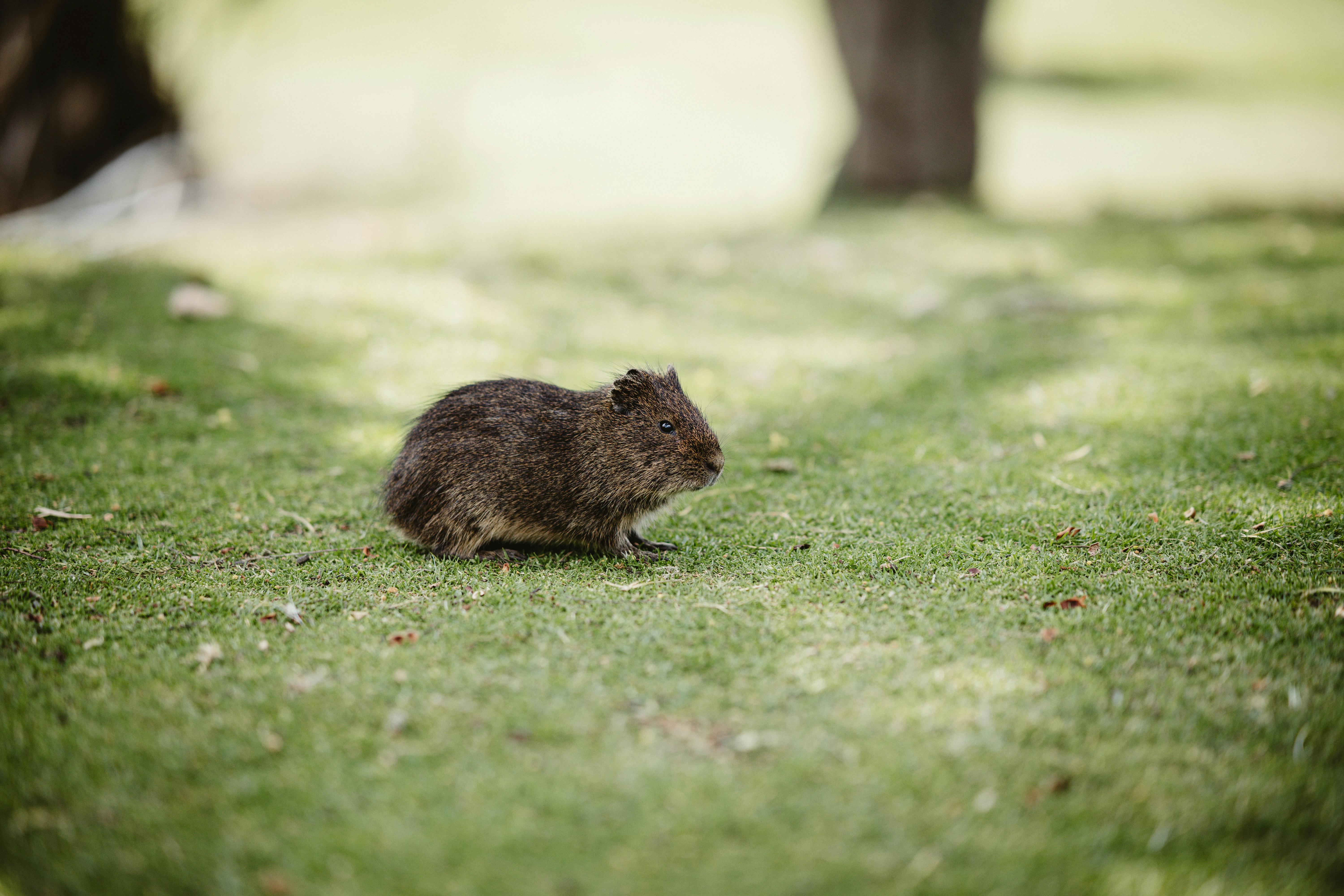 Capybara on Grass in Bogotá, Colombia · Free Stock Photo