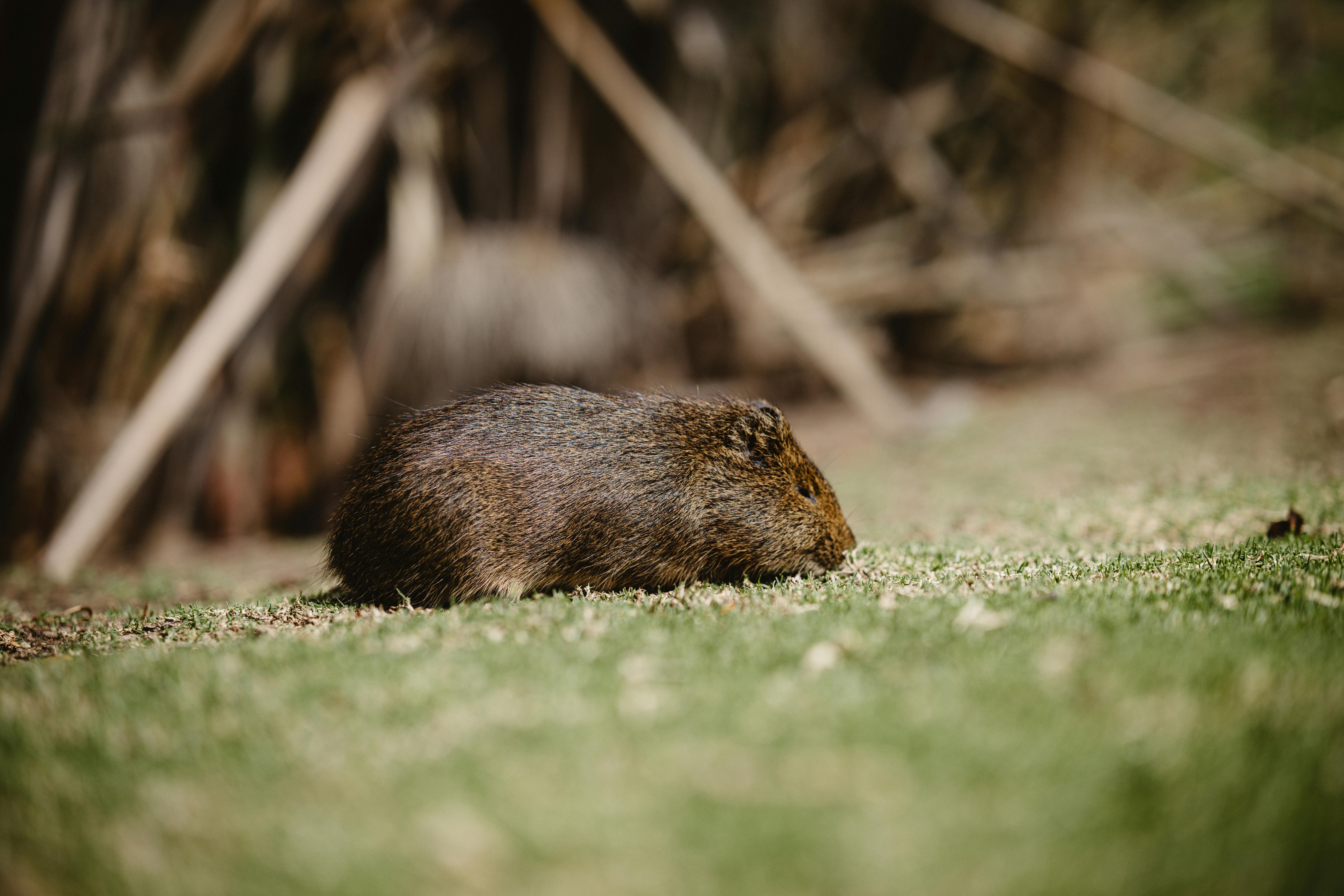 Close-up of Capybara Grazing in Bogotá Park · Free Stock Photo