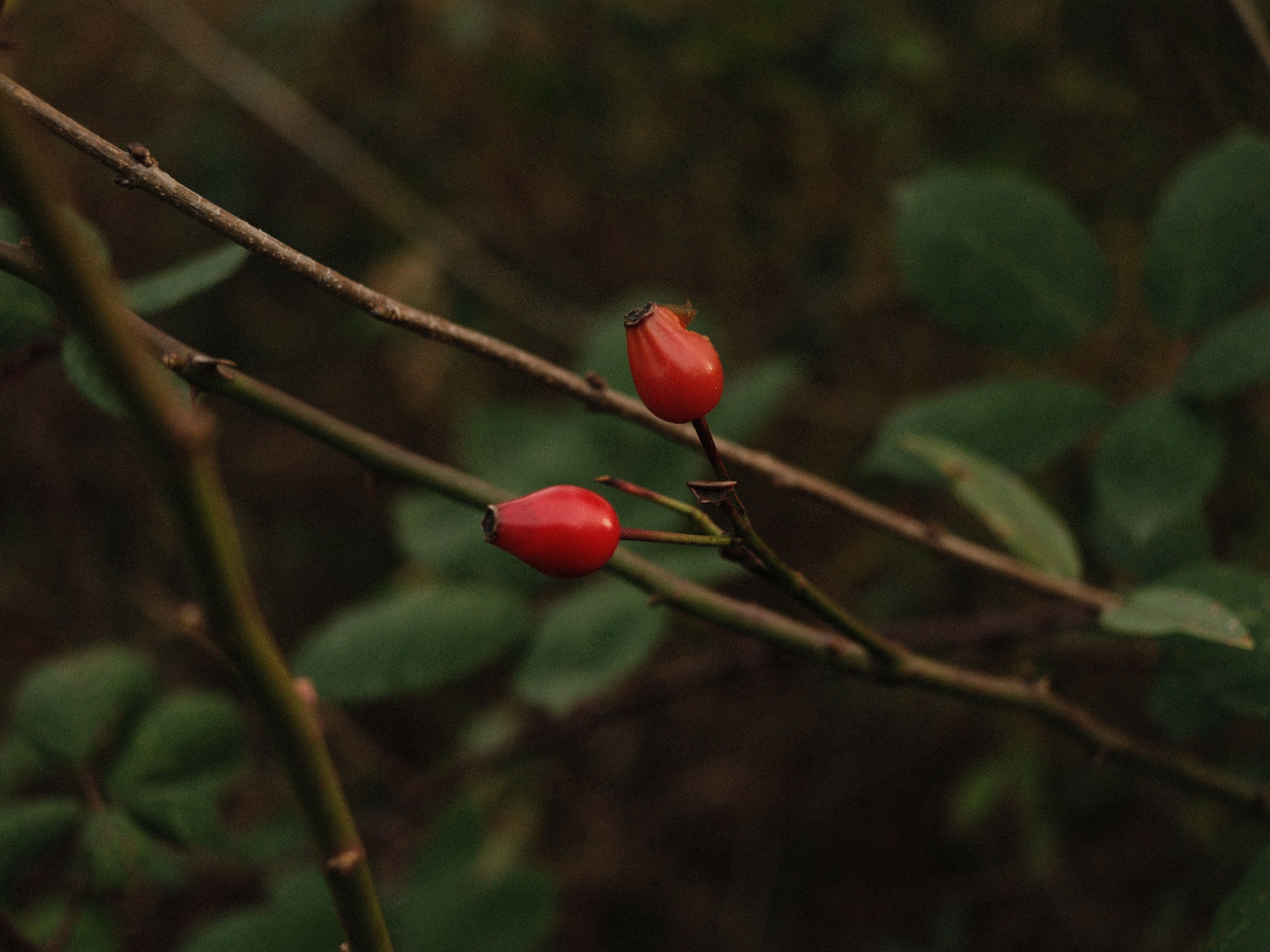 Close-up of Red Rose Hips on Branch Outdoors · Free Stock Photo