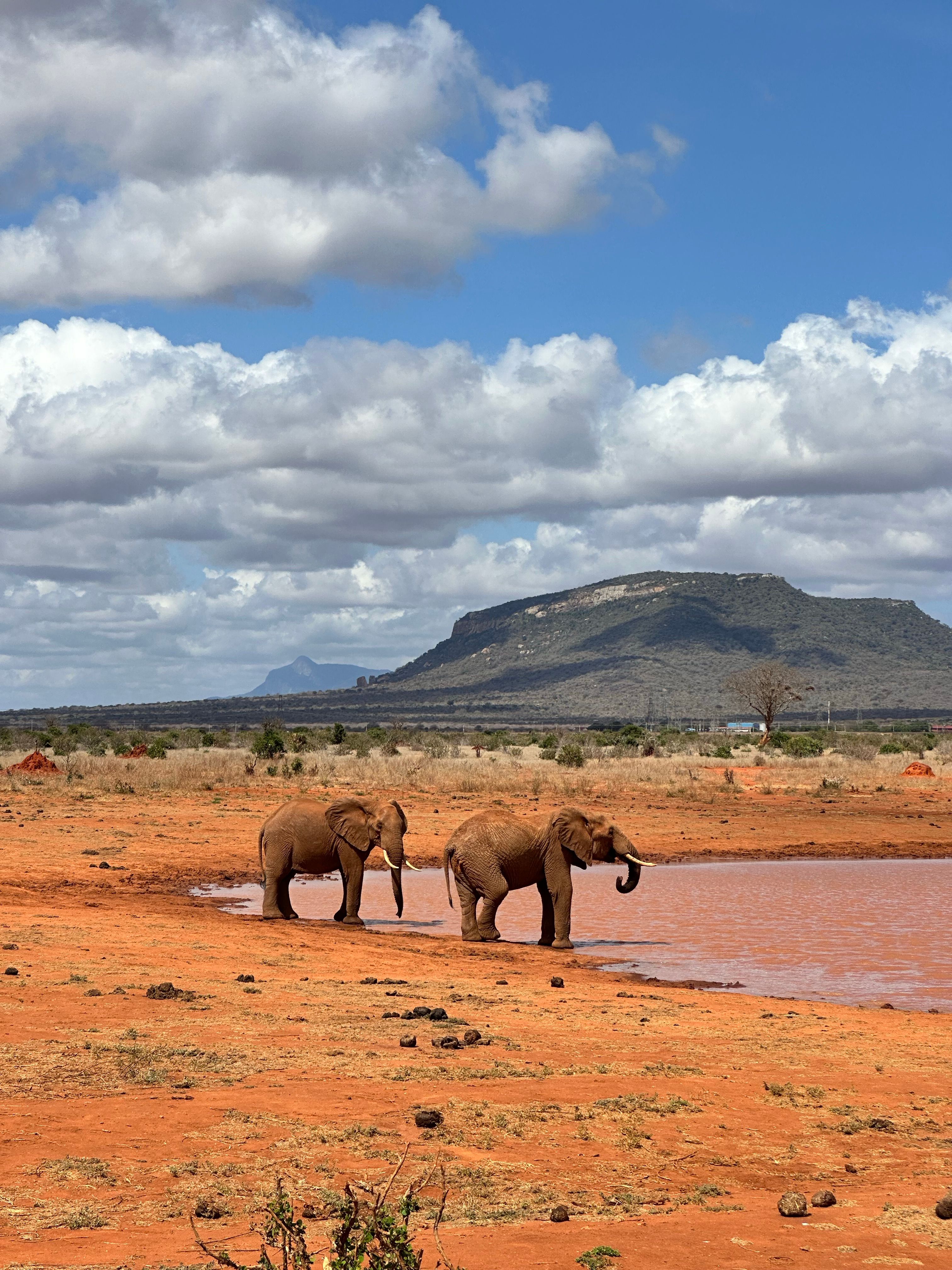 Elephants at Waterhole in African Savannah Landscape · Free Stock Photo