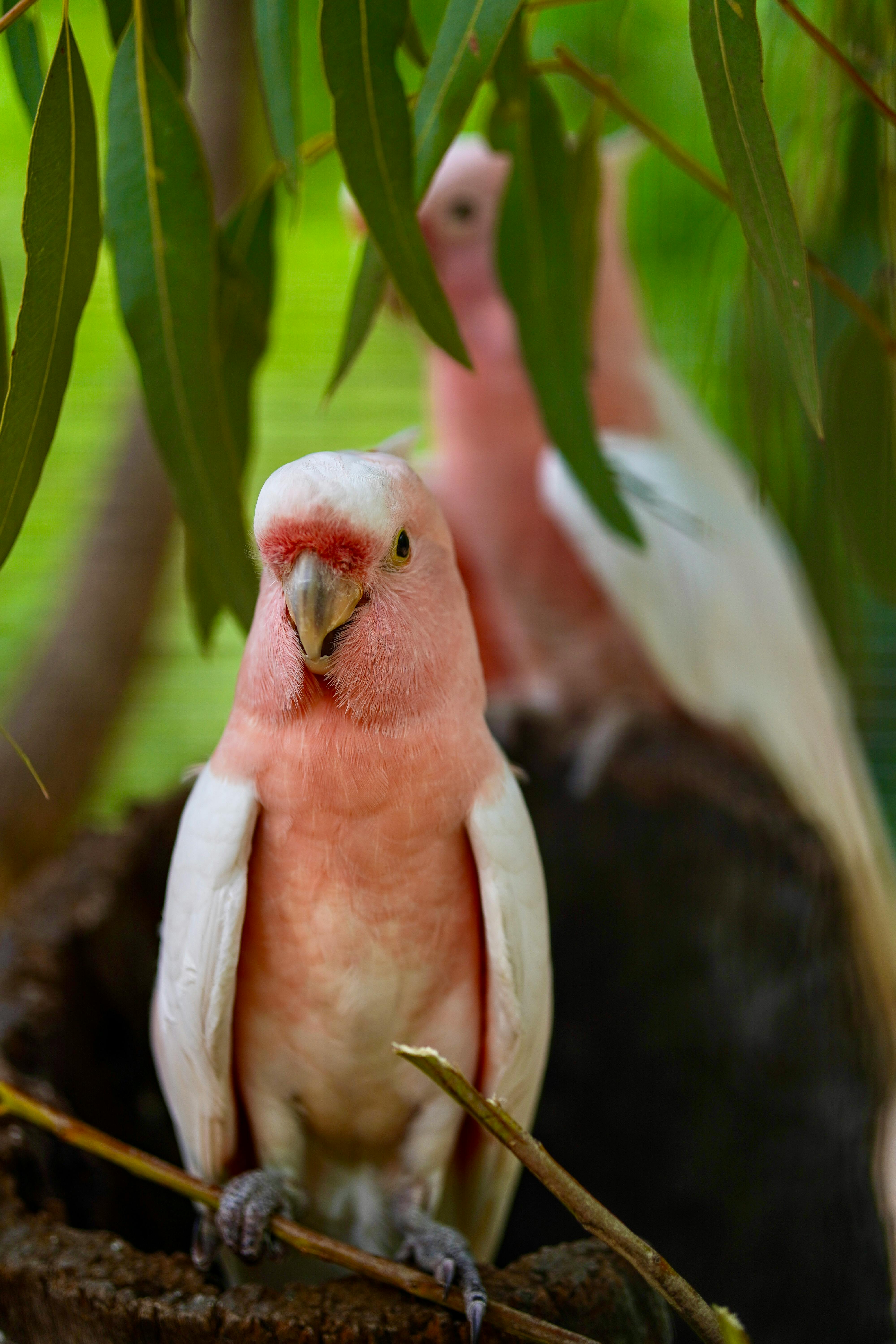 Close-Up of Pink Cockatoos Perched on Branch · Free Stock Photo