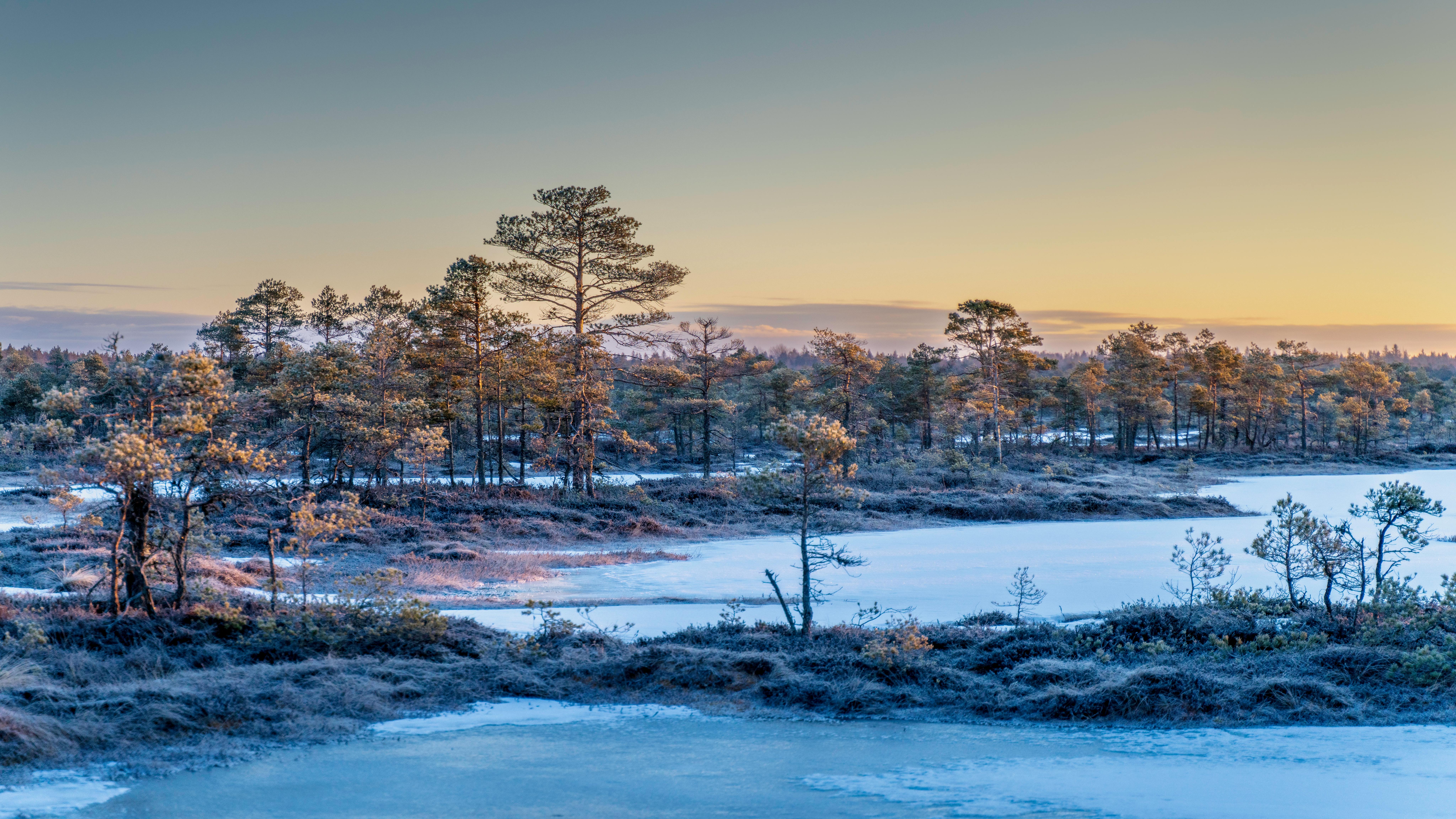 Serene Winter Landscape of Frozen Bog at Sunrise · Free Stock Photo