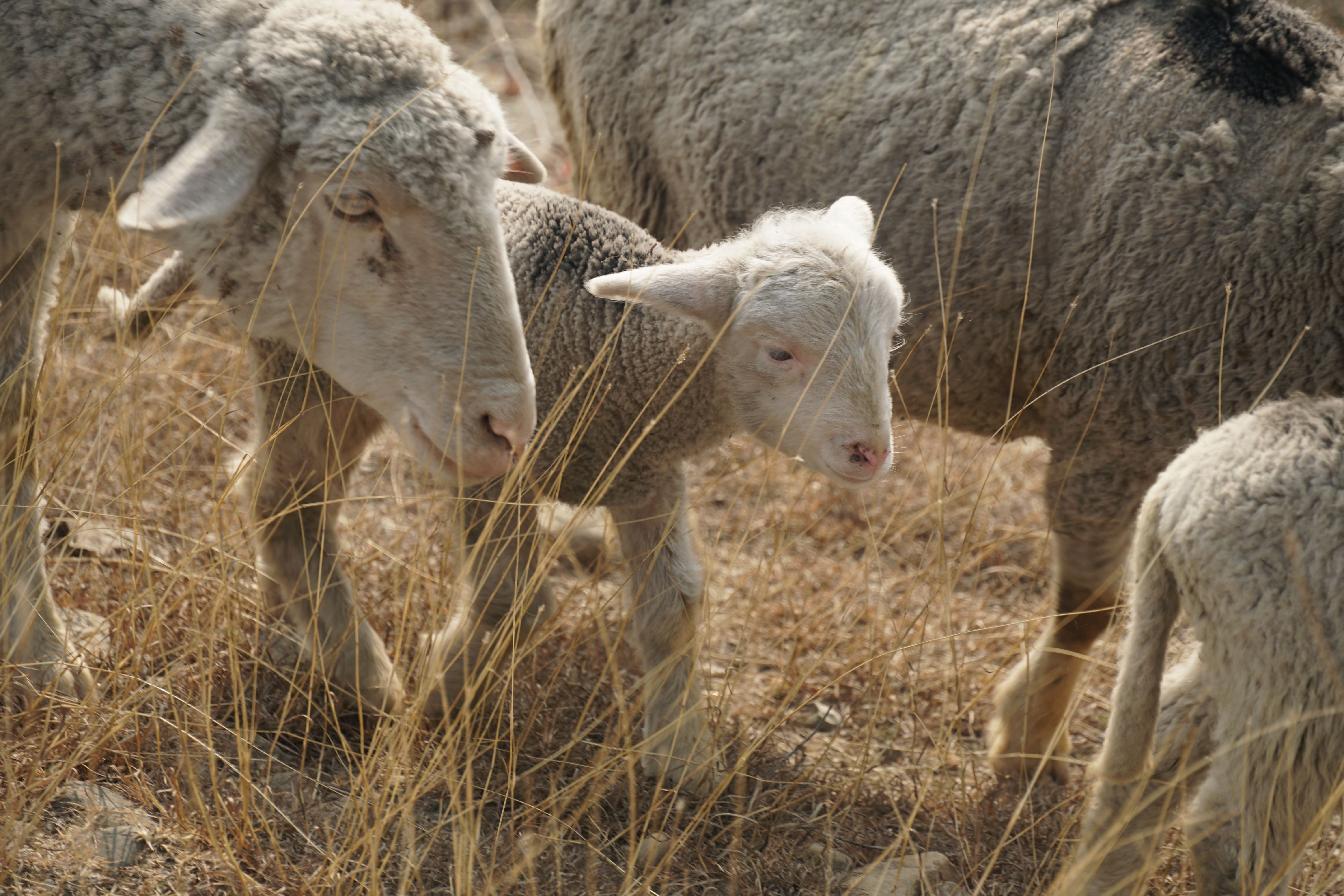 Peaceful Lamb and Sheep in Natural Habitat · Free Stock Photo