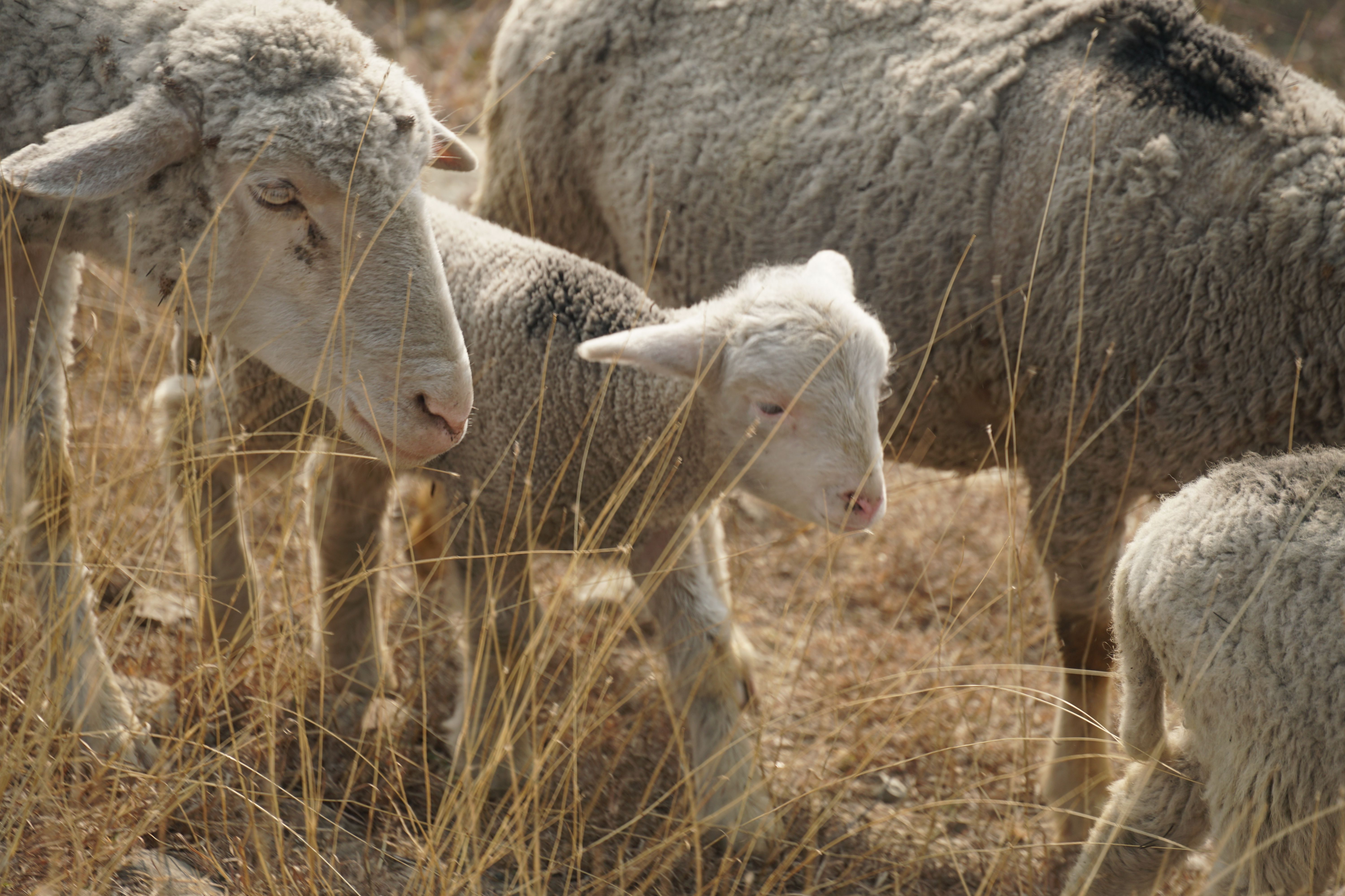 Close-up of Sheep and Lamb in a Field · Free Stock Photo