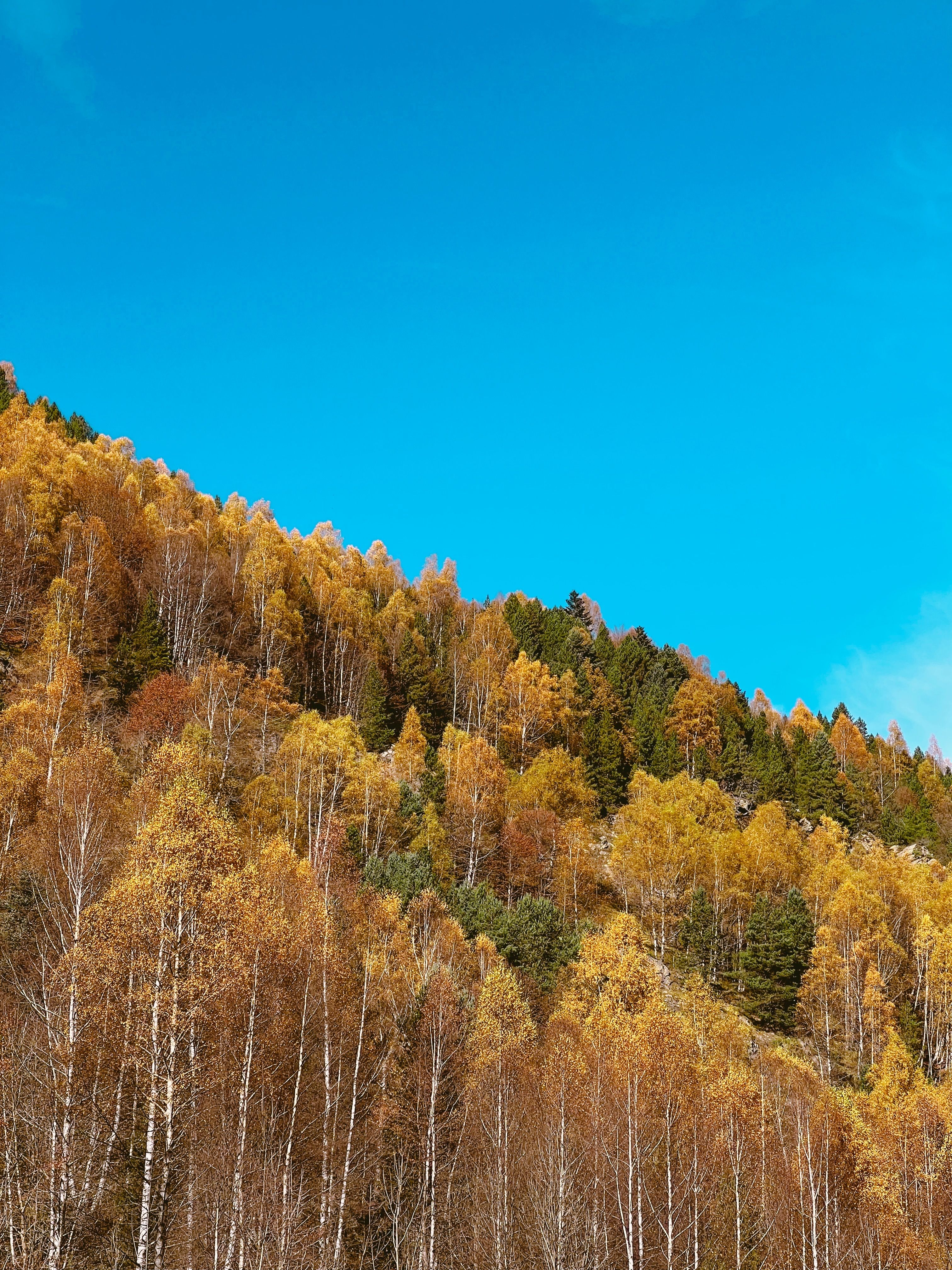 Vibrant Autumn Forest with Clear Blue Sky · Free Stock Photo