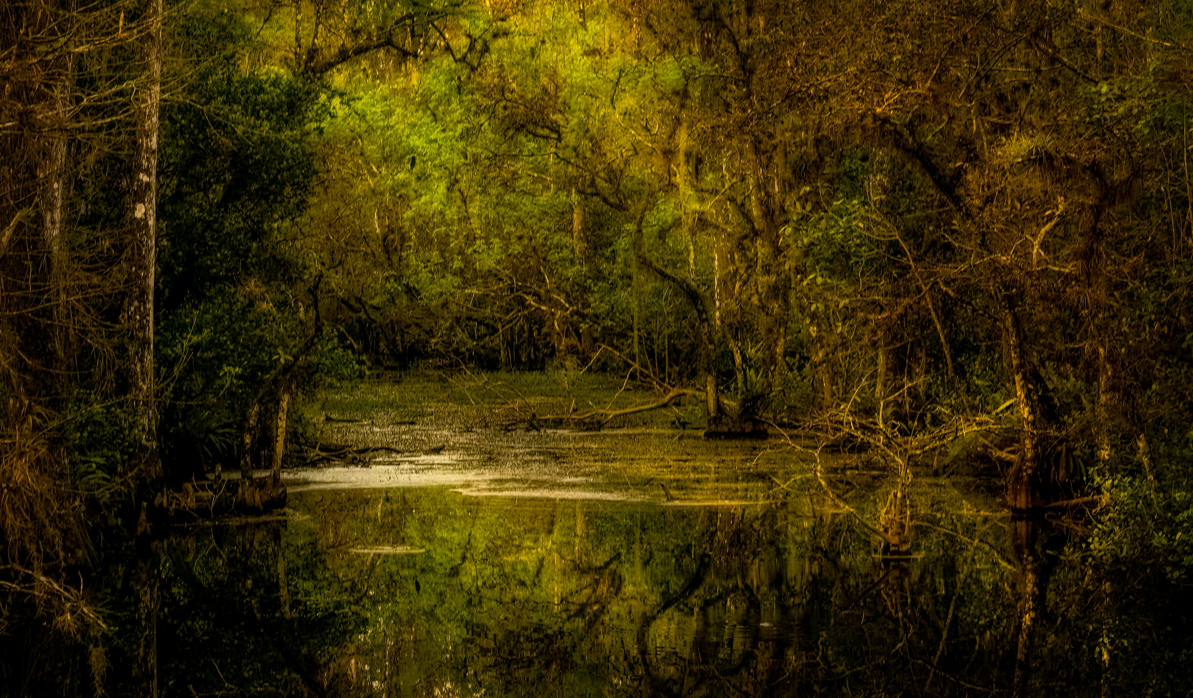 Serene Forest Reflections in Swamp Landscape · Free Stock Photo
