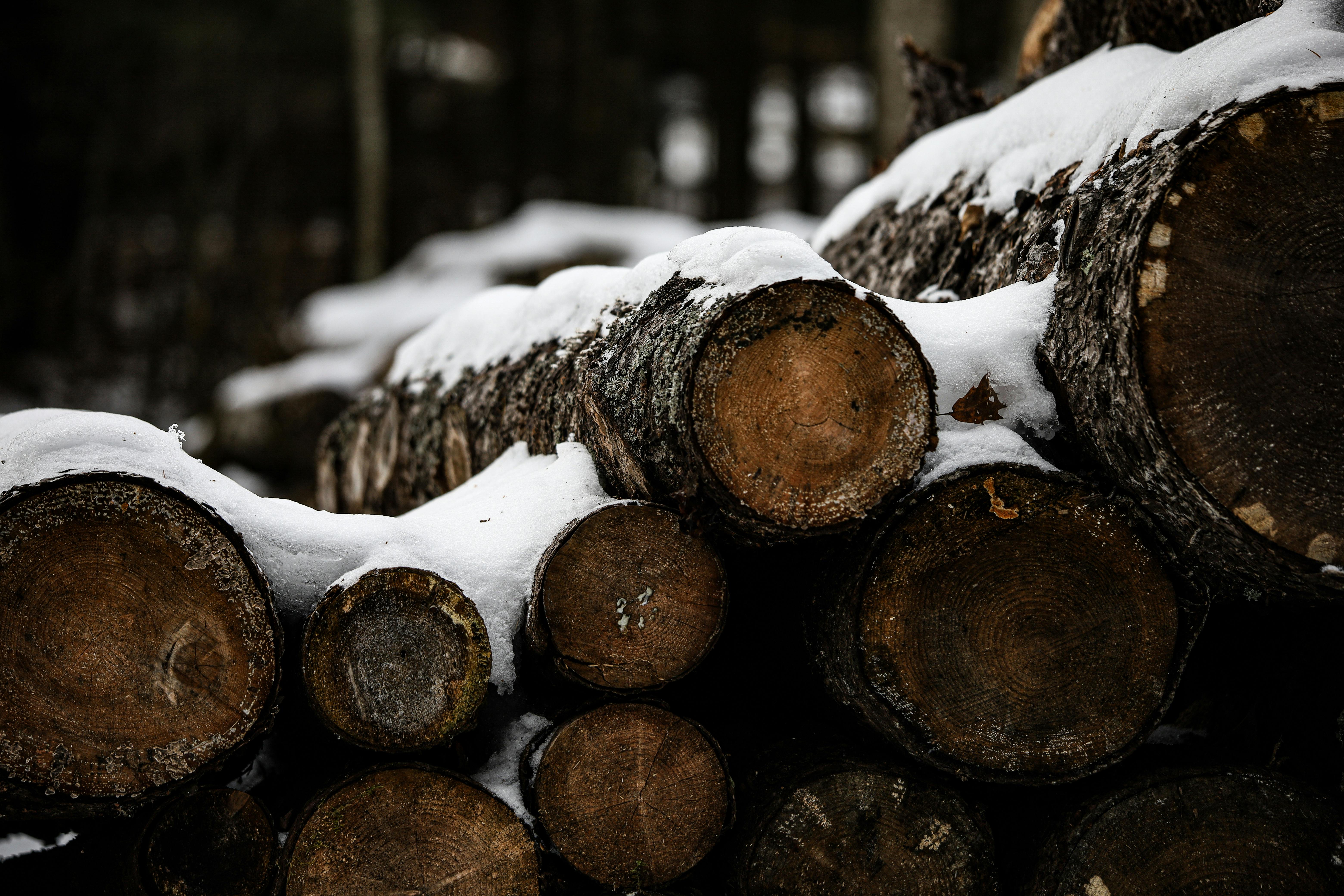 Snow-Covered Logs in a Winter Forest Setting · Free Stock Photo