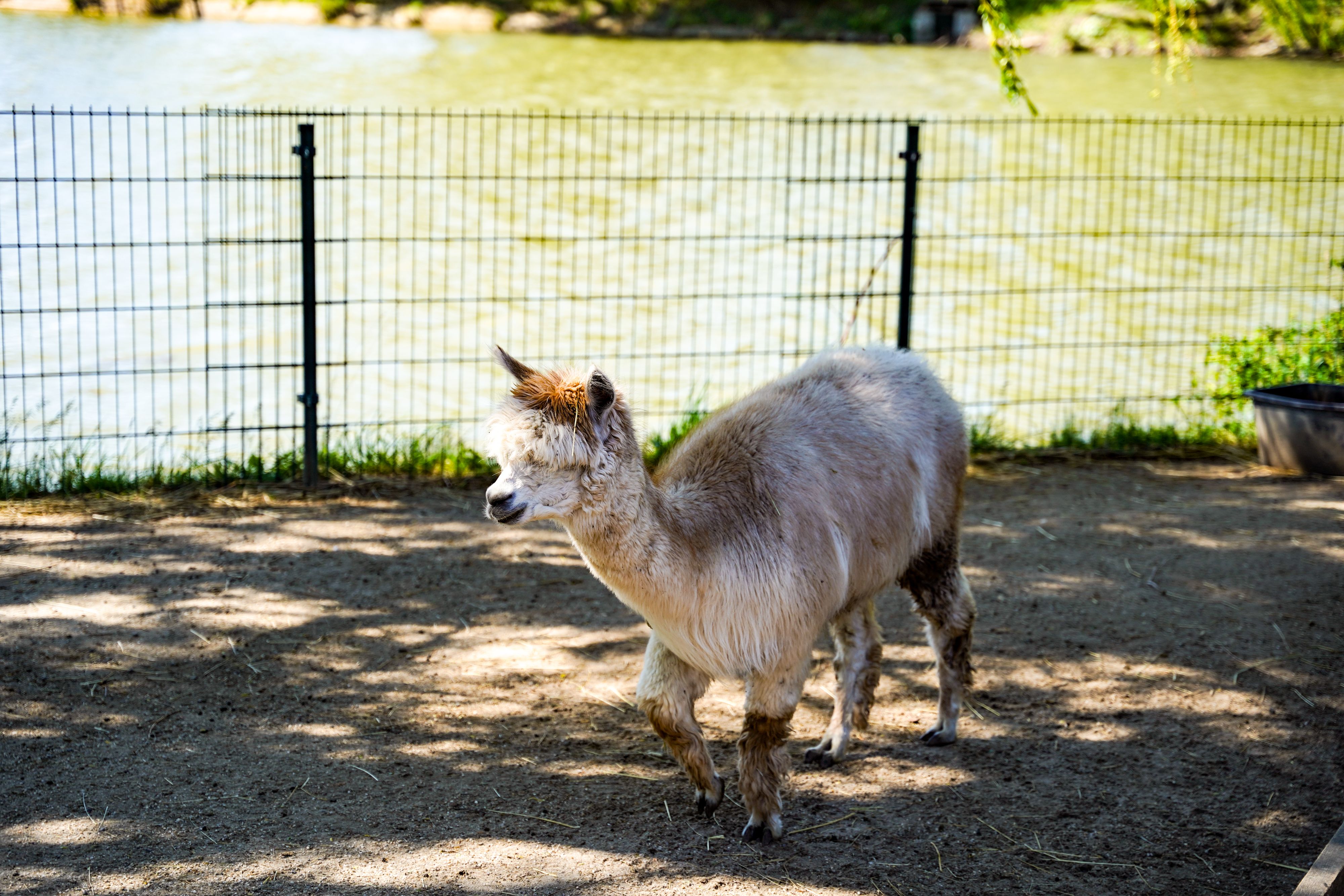 Alpaca in Sunny Bratislava Enclosure · Free Stock Photo