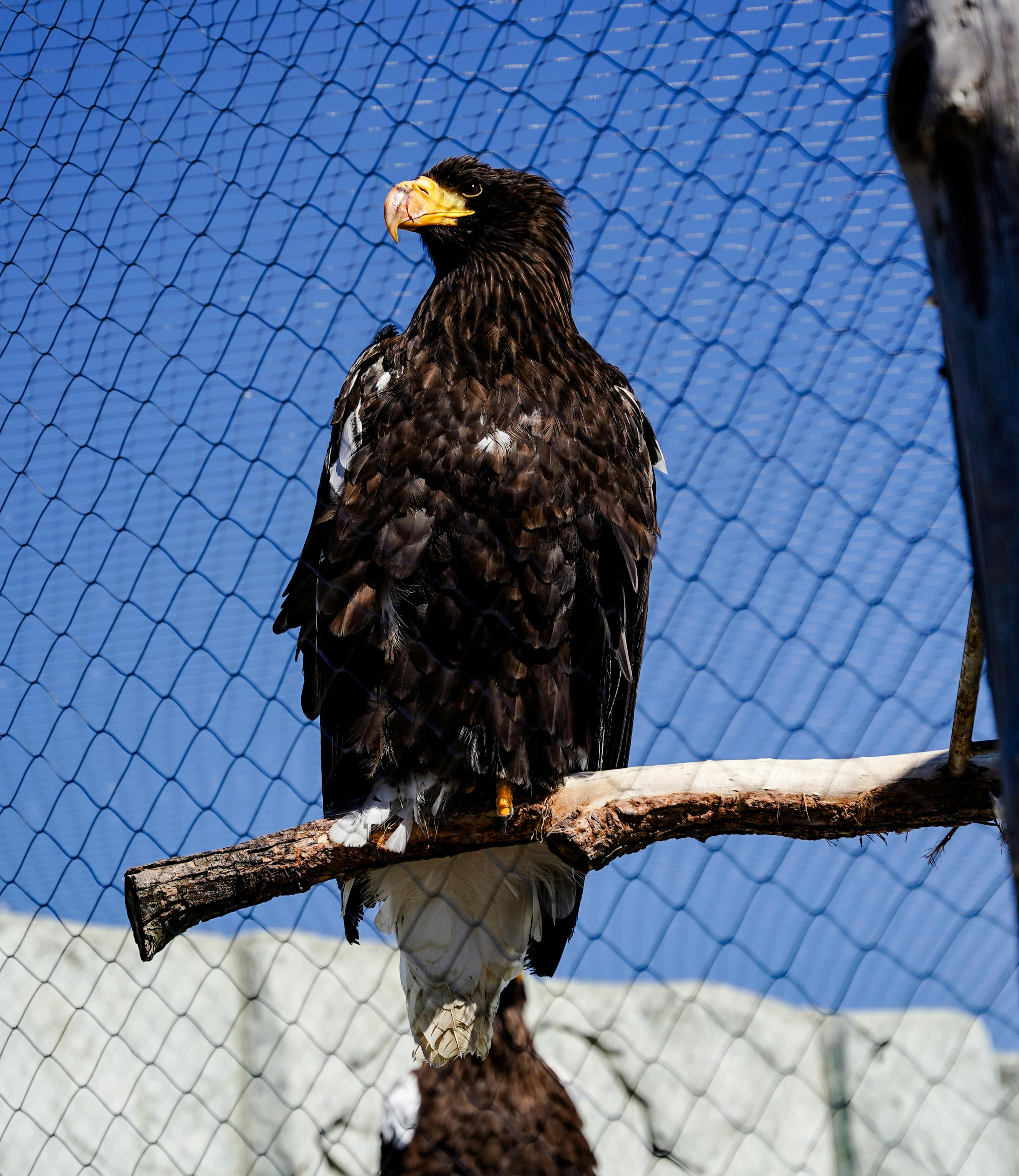 Close-up of Steller's Sea Eagle at Zoo Enclosure · Free Stock Photo
