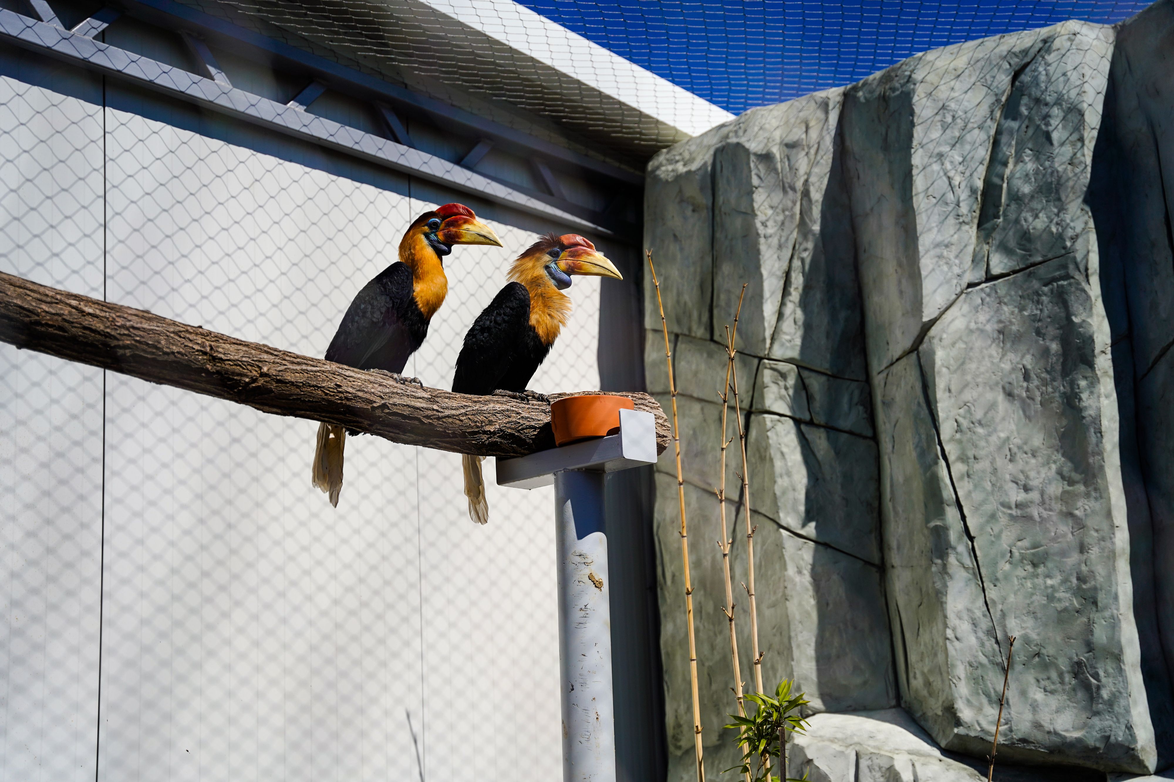 Colorful Hornbills Perched in Bratislava Zoo · Free Stock Photo