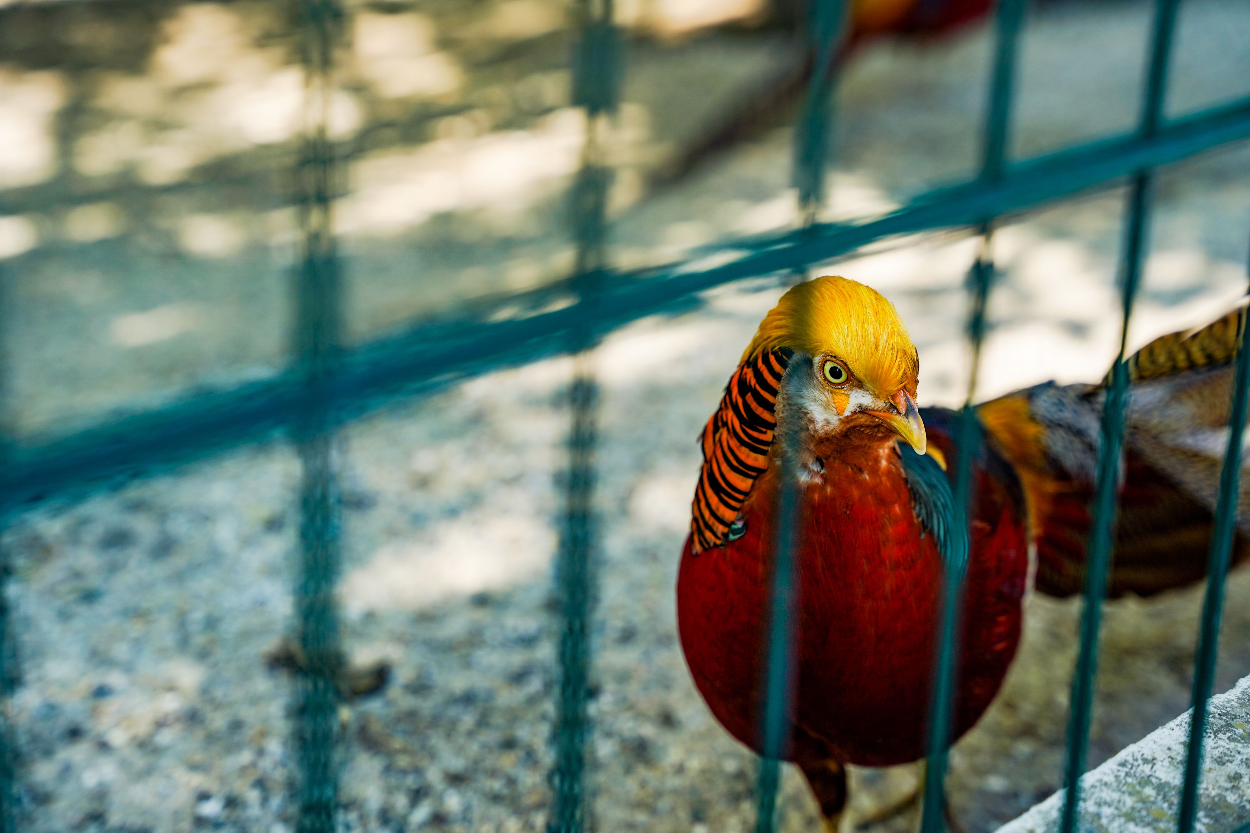 Golden Pheasant in Bratislava Zoo · Free Stock Photo