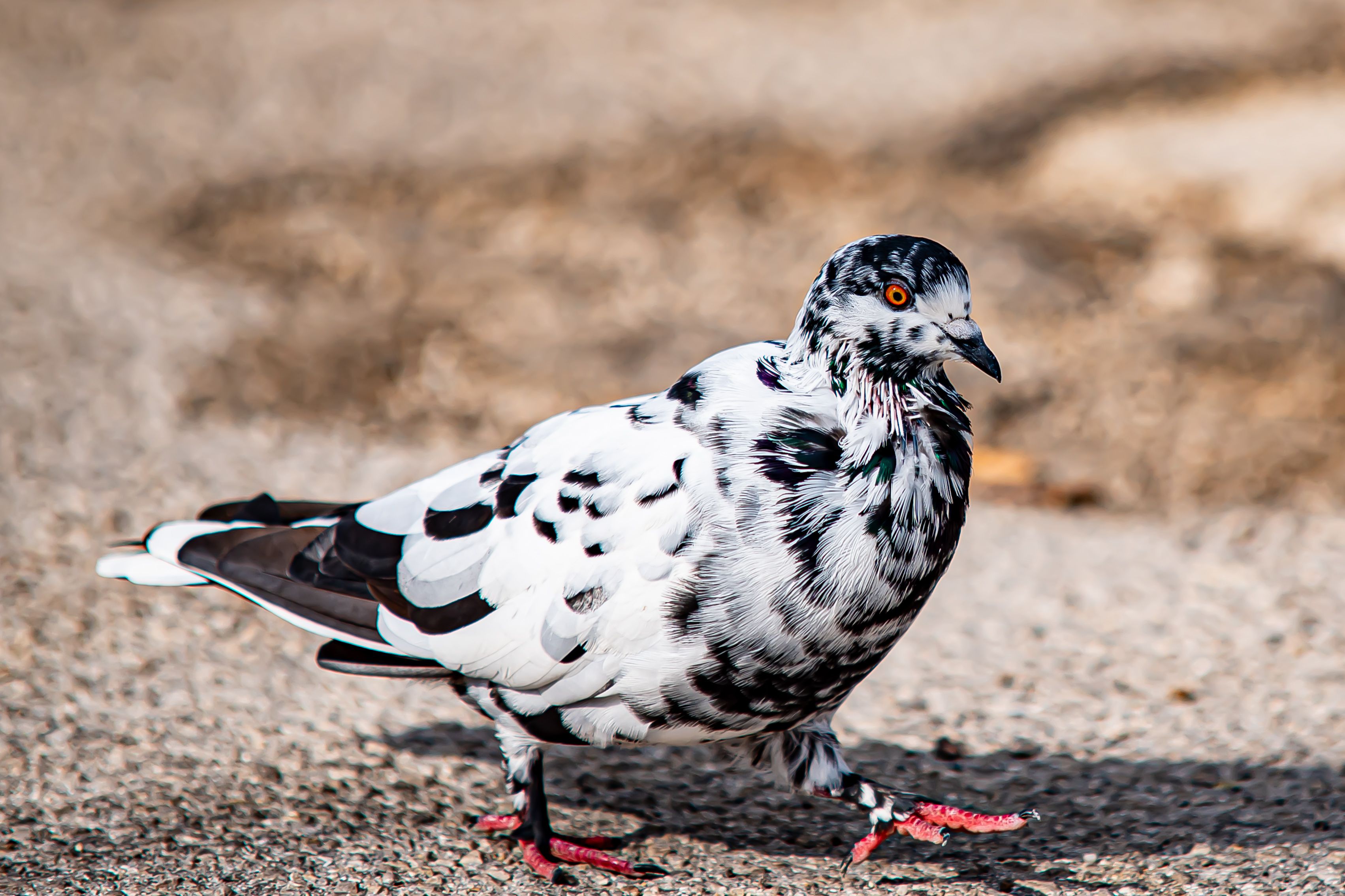 Close-up of Speckled Pigeon Walking Outdoors · Free Stock Photo