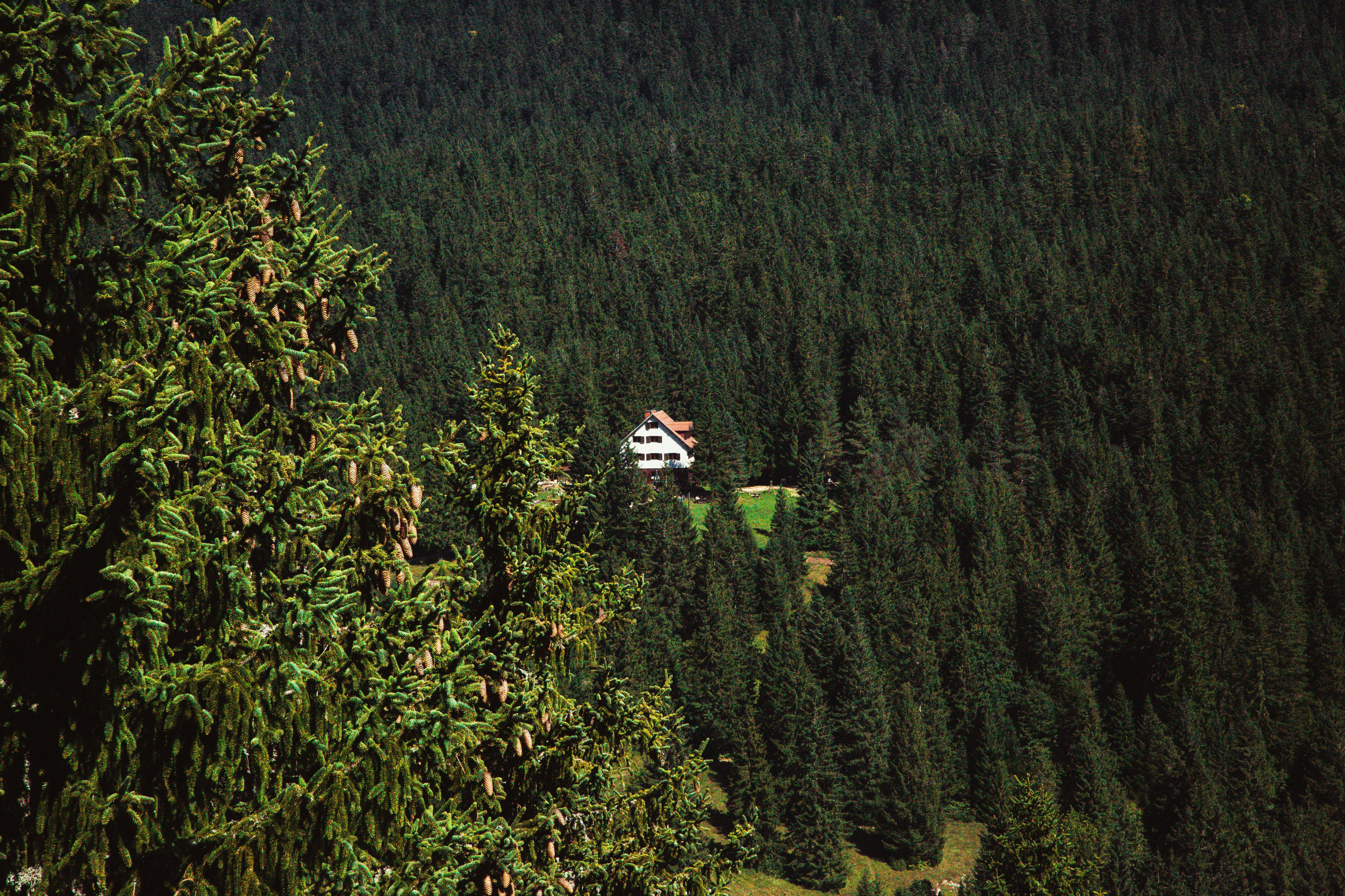House in the Middle of Trees · Free Stock Photo