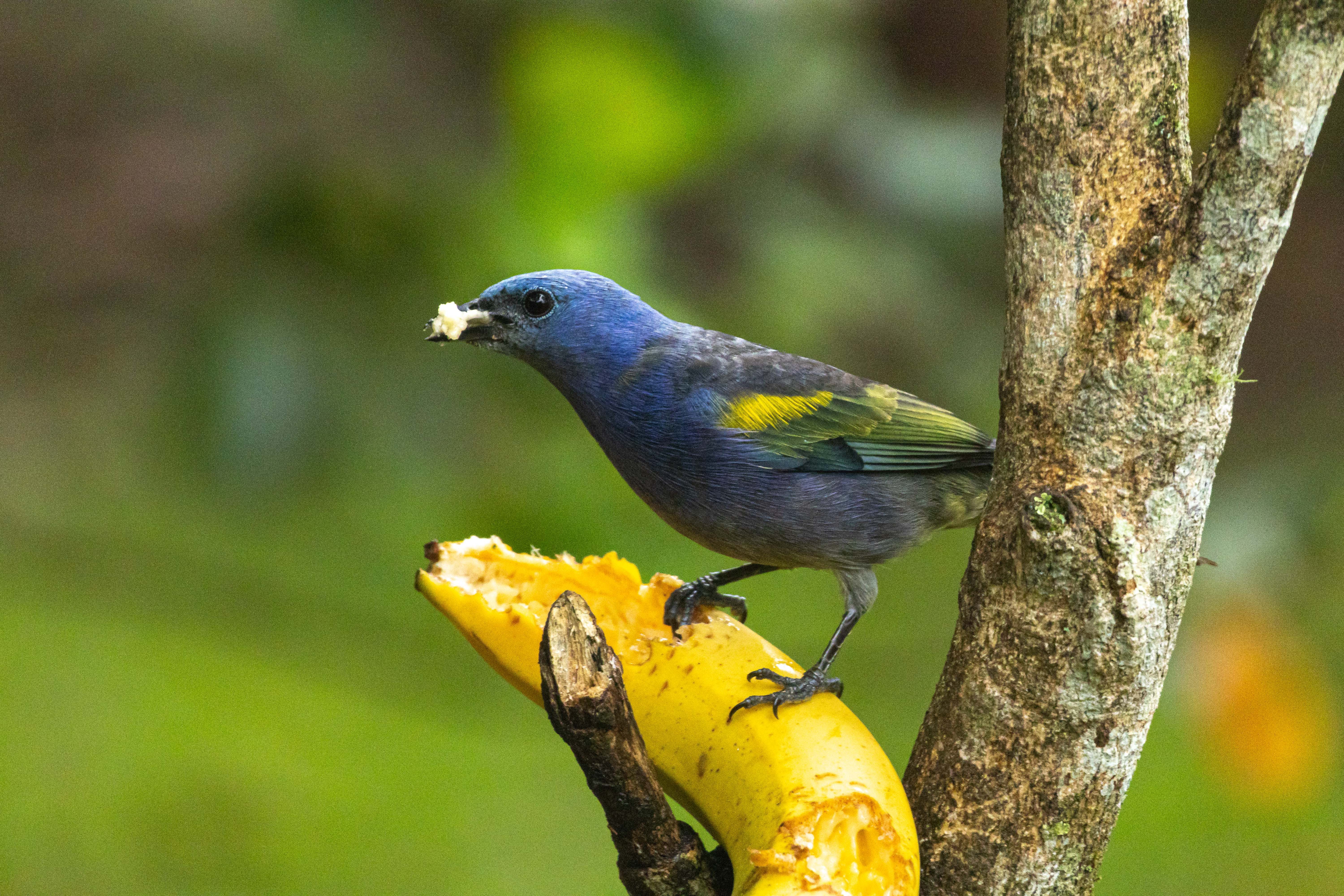 Blue Dacnis Feeding on Banana in Tapiraí · Free Stock Photo