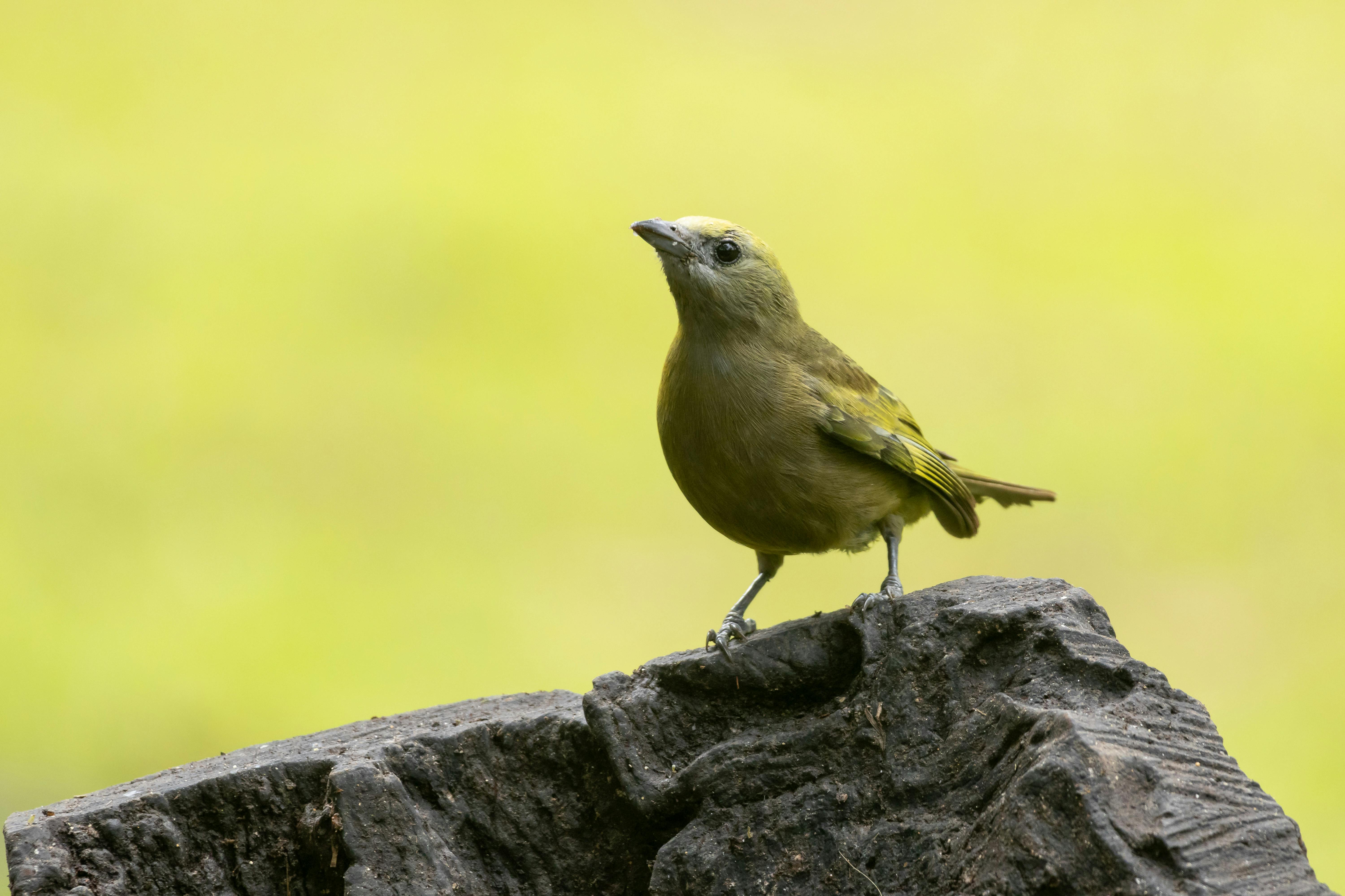 Olive Green Bird Photos, Download The BEST Free Olive Green Bird Stock ...