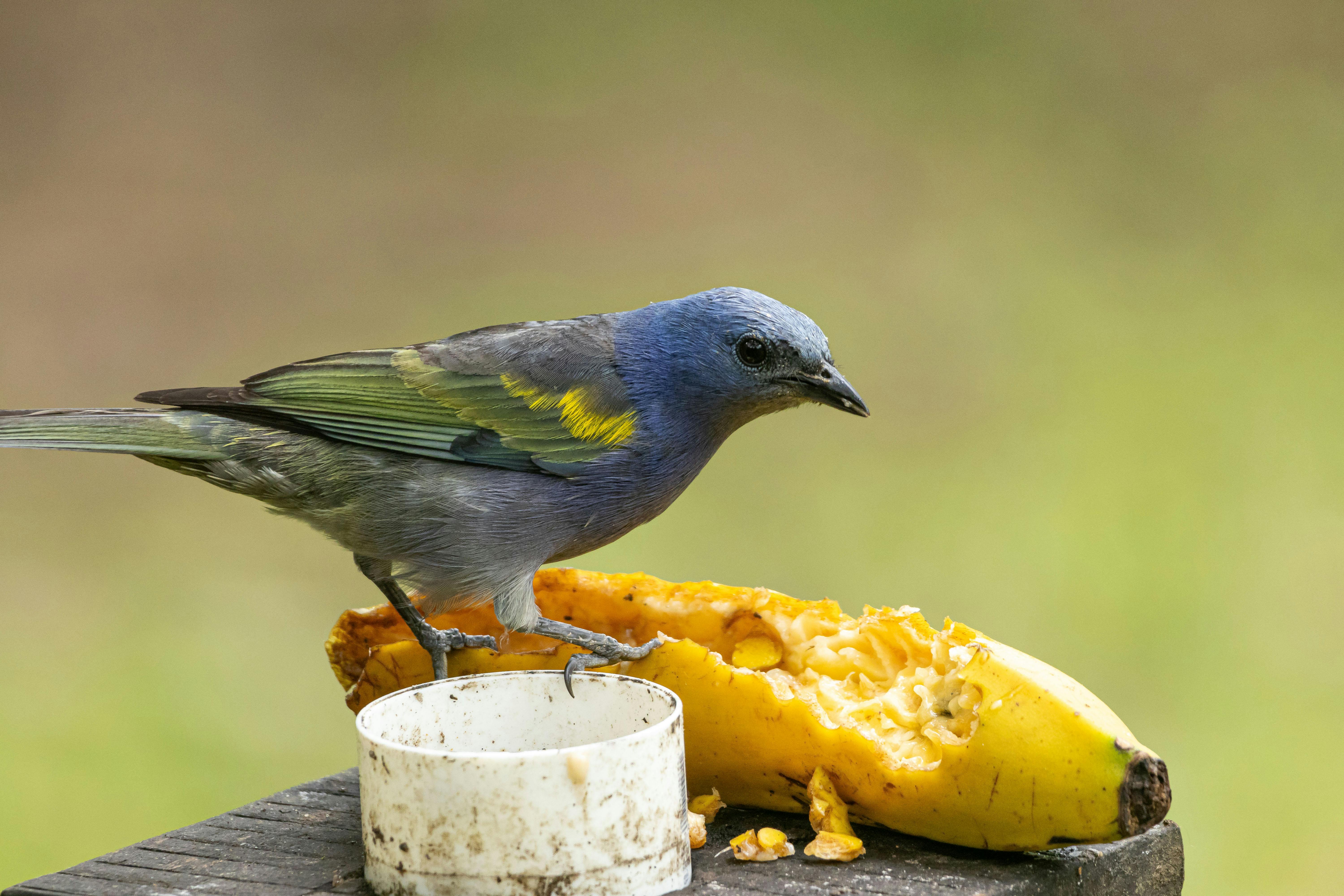 Colorful Bird Feeding on Banana in Brazil · Free Stock Photo