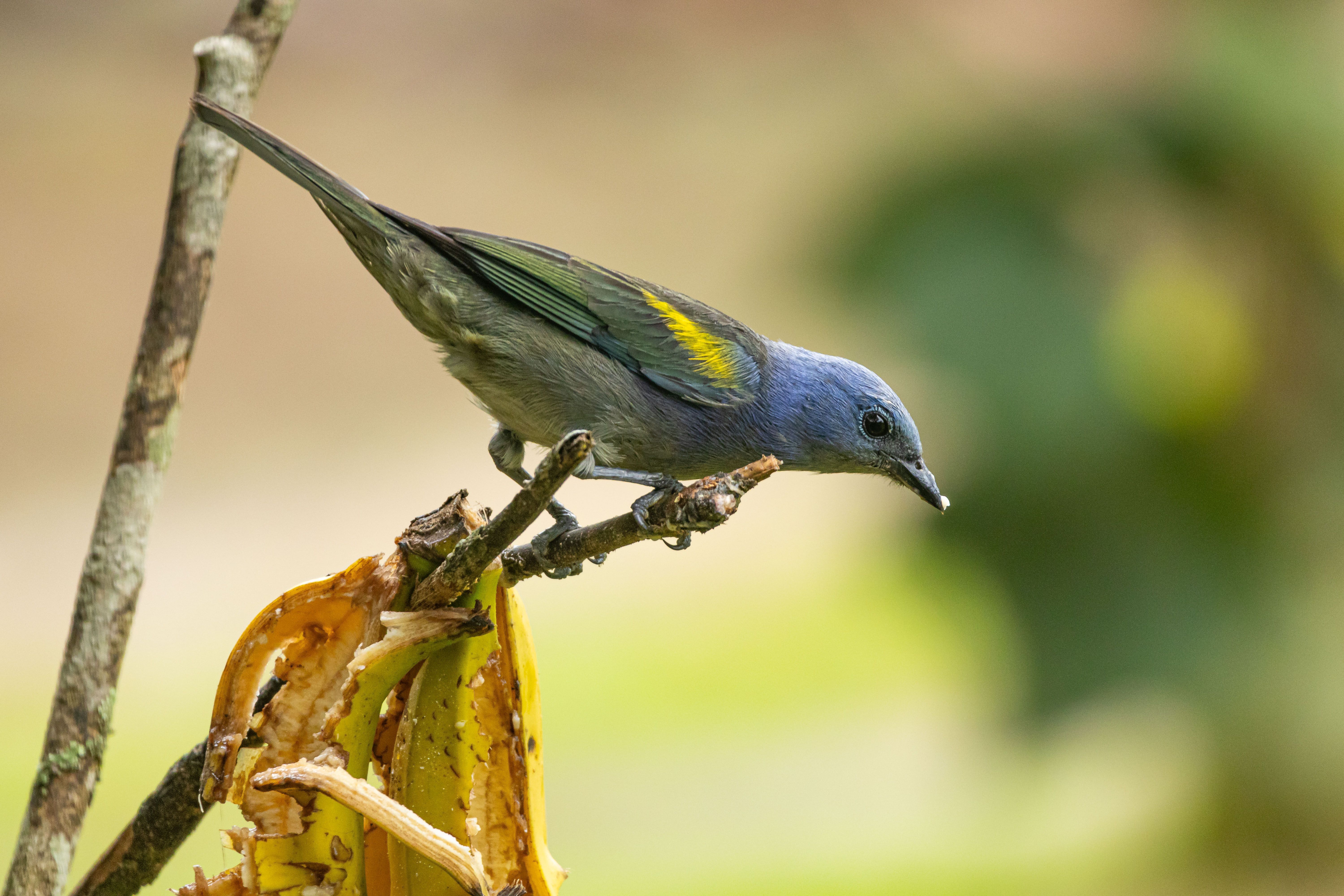 Blue Dacnis Bird on Branch Eating Banana · Free Stock Photo