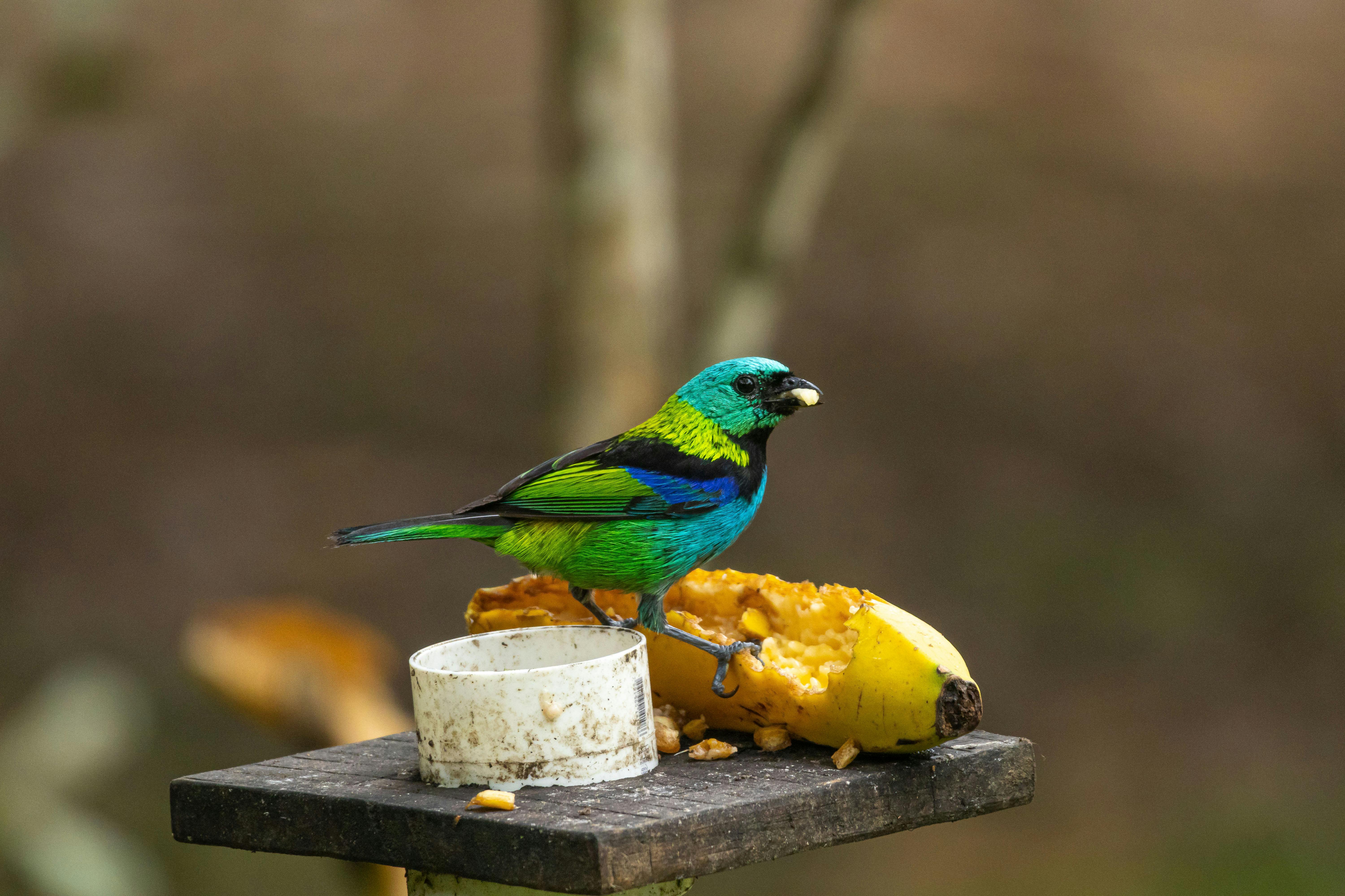 Colorful Green-headed Tanager on Feeding Station · Free Stock Photo