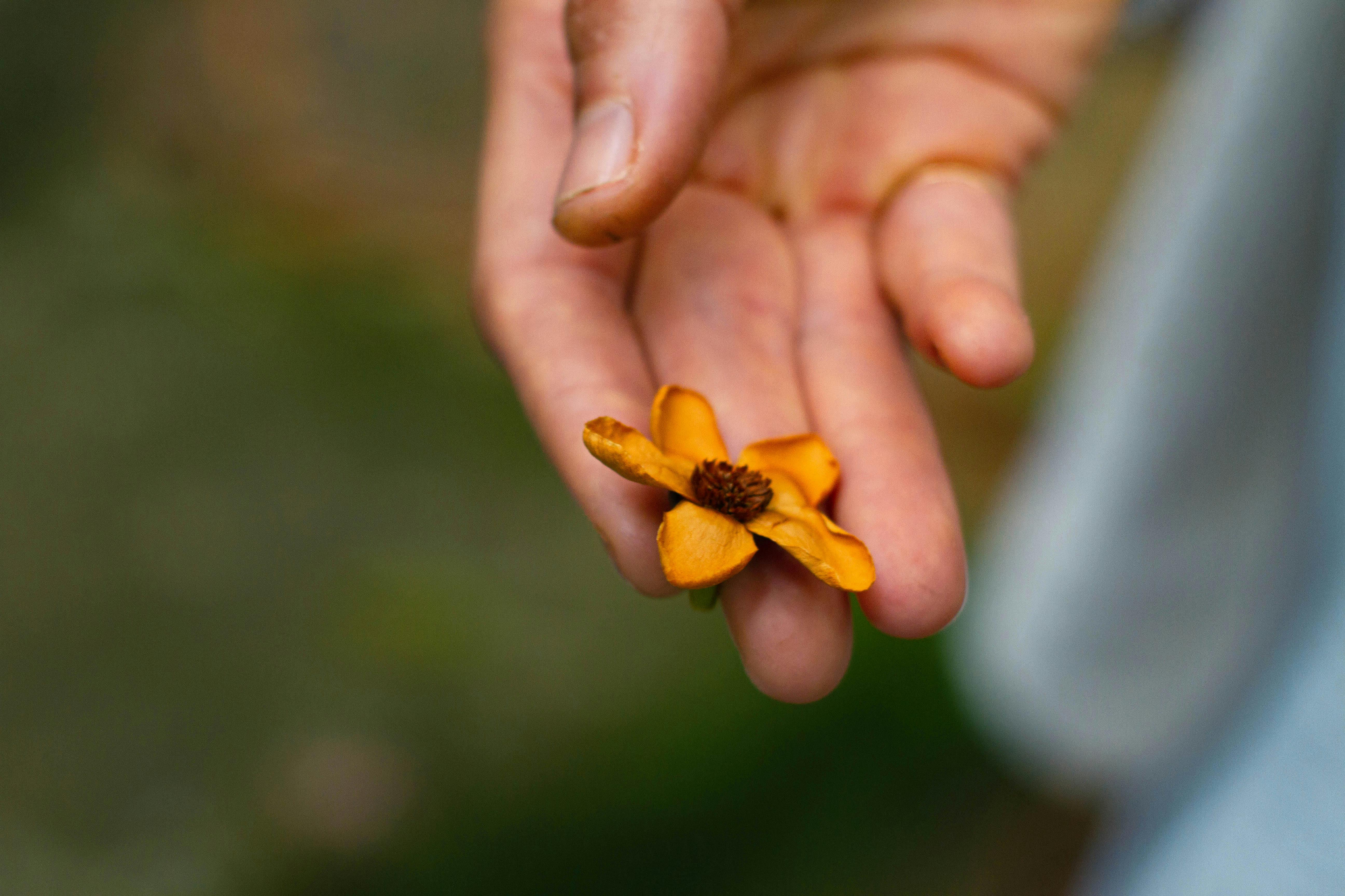 Hand Holding an Orange Flower Close-up Outdoors · Free Stock Photo