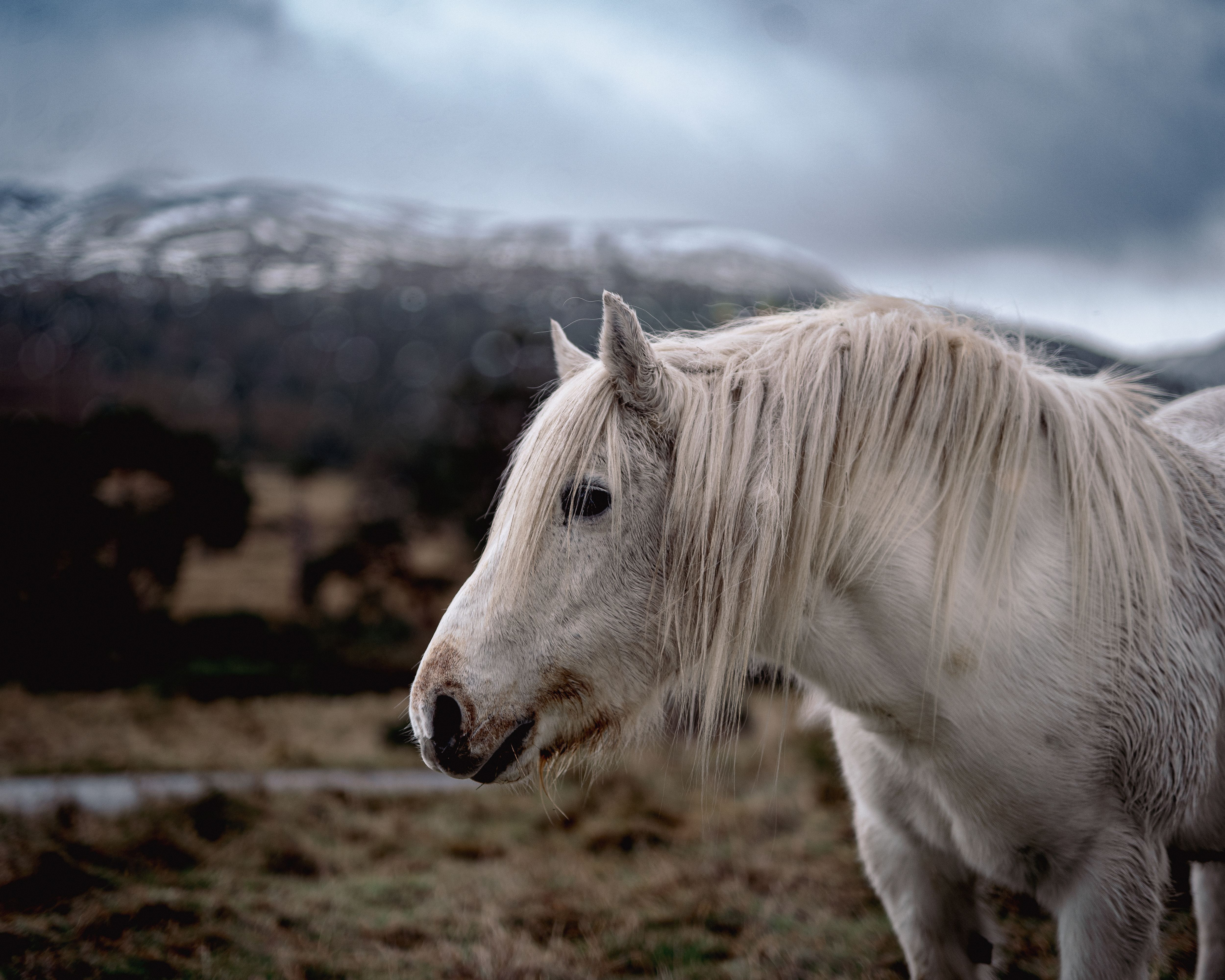Majestic White Horse in Snowy Highland Landscape · Free Stock Photo