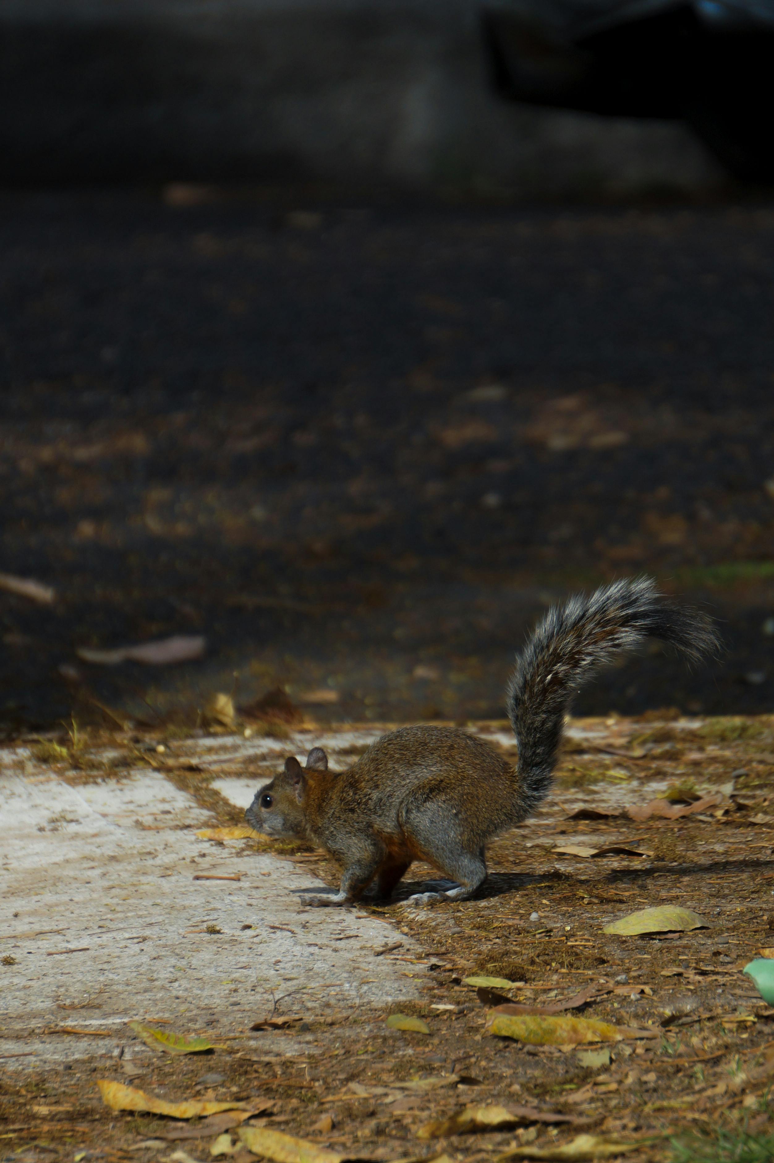 Foto de stock gratuita sobre activo, al aire libre, alerta, animal ...