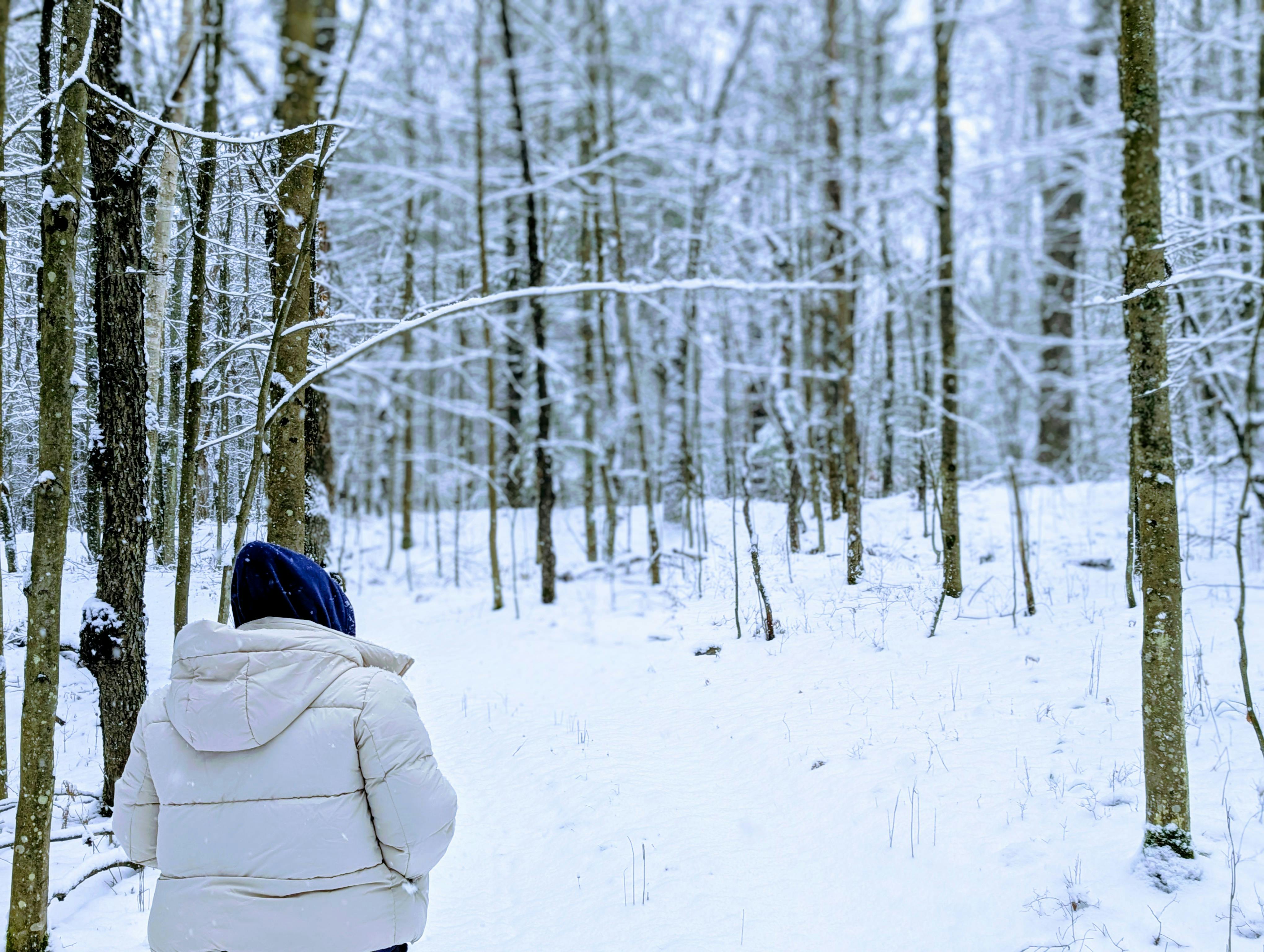 Winter Wonderland Walk in Lincoln Forest · Free Stock Photo