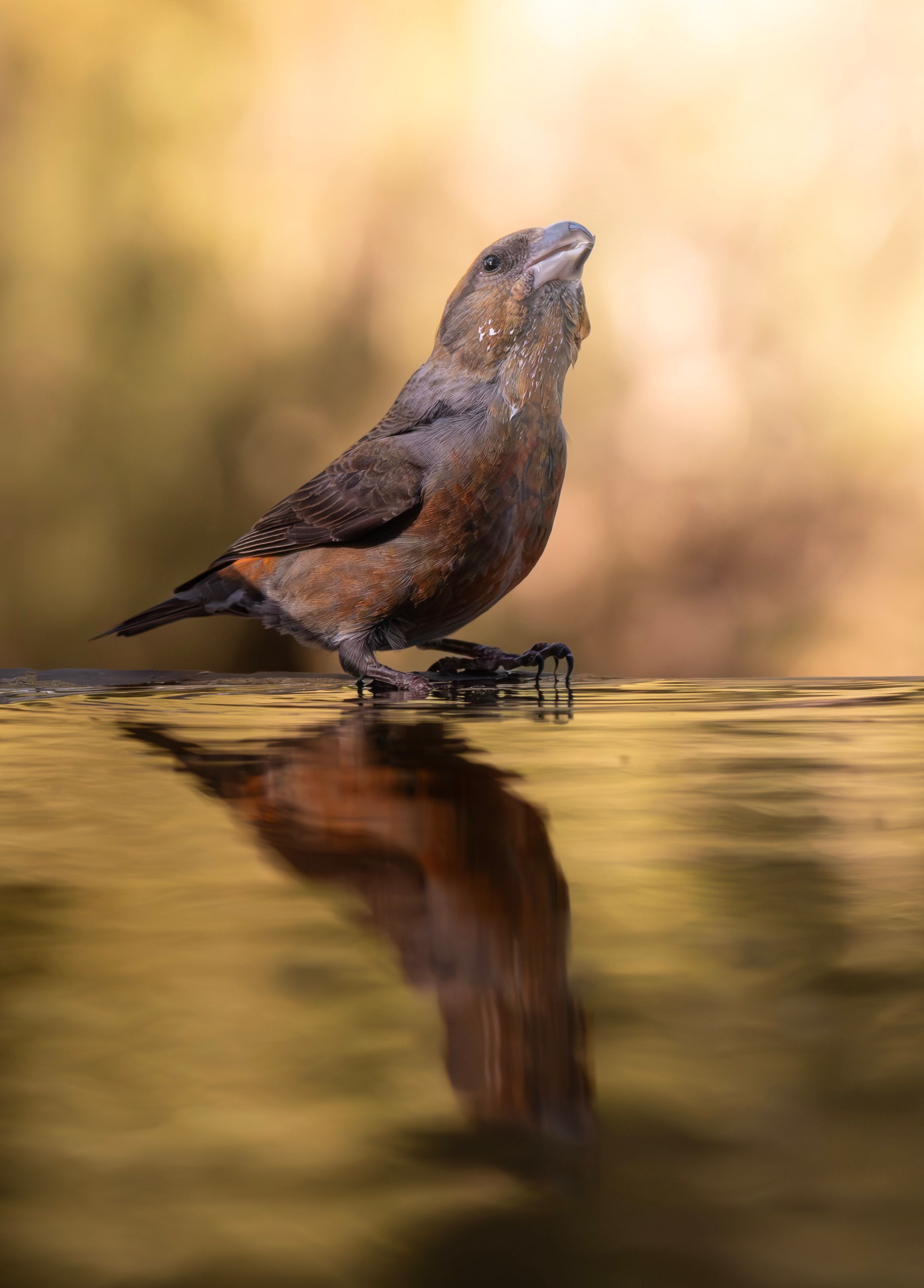 Close-up of a Crossbill Bird by Water · Free Stock Photo