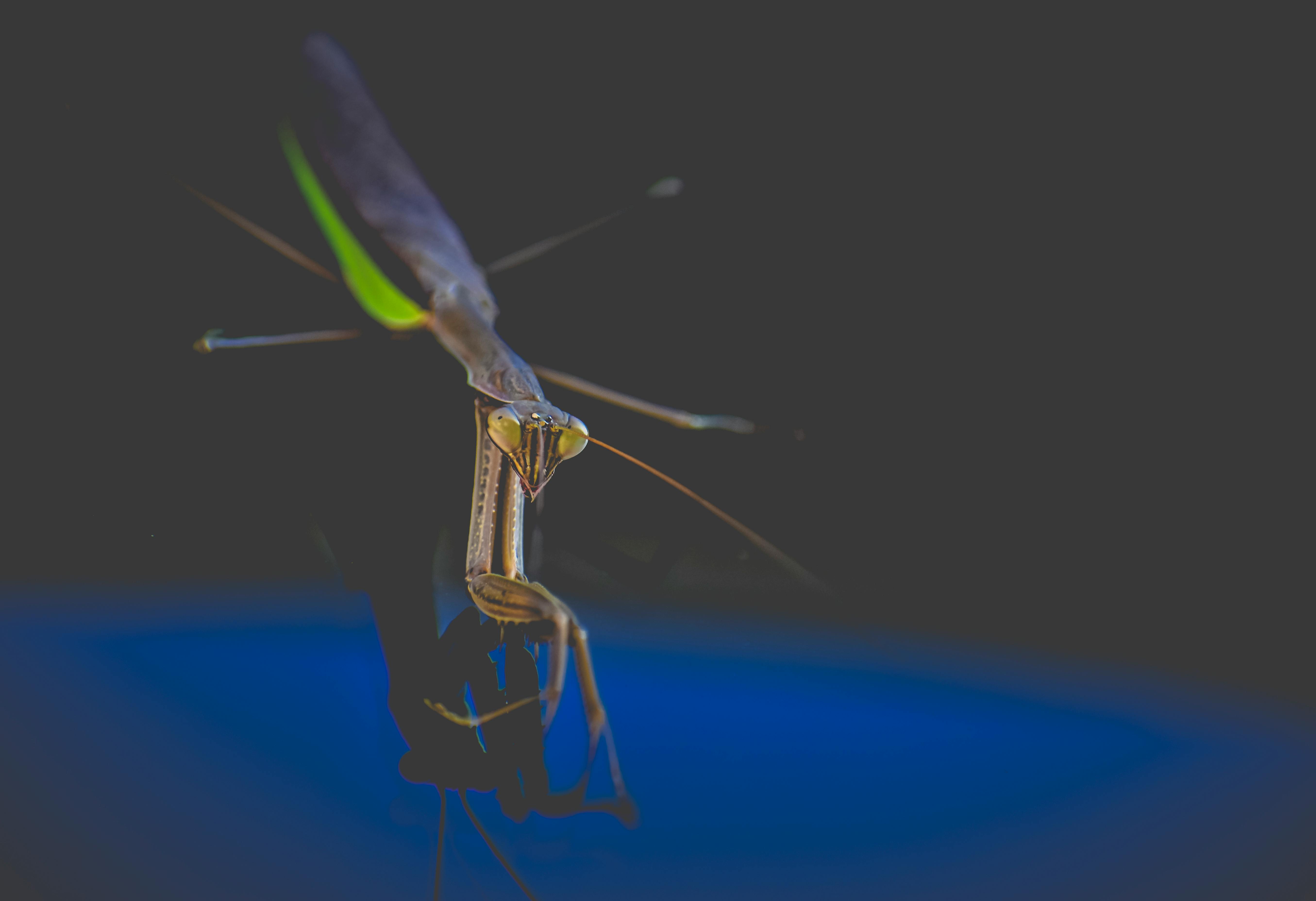 Close Up Photo Of Praying Mantis · Free Stock Photo