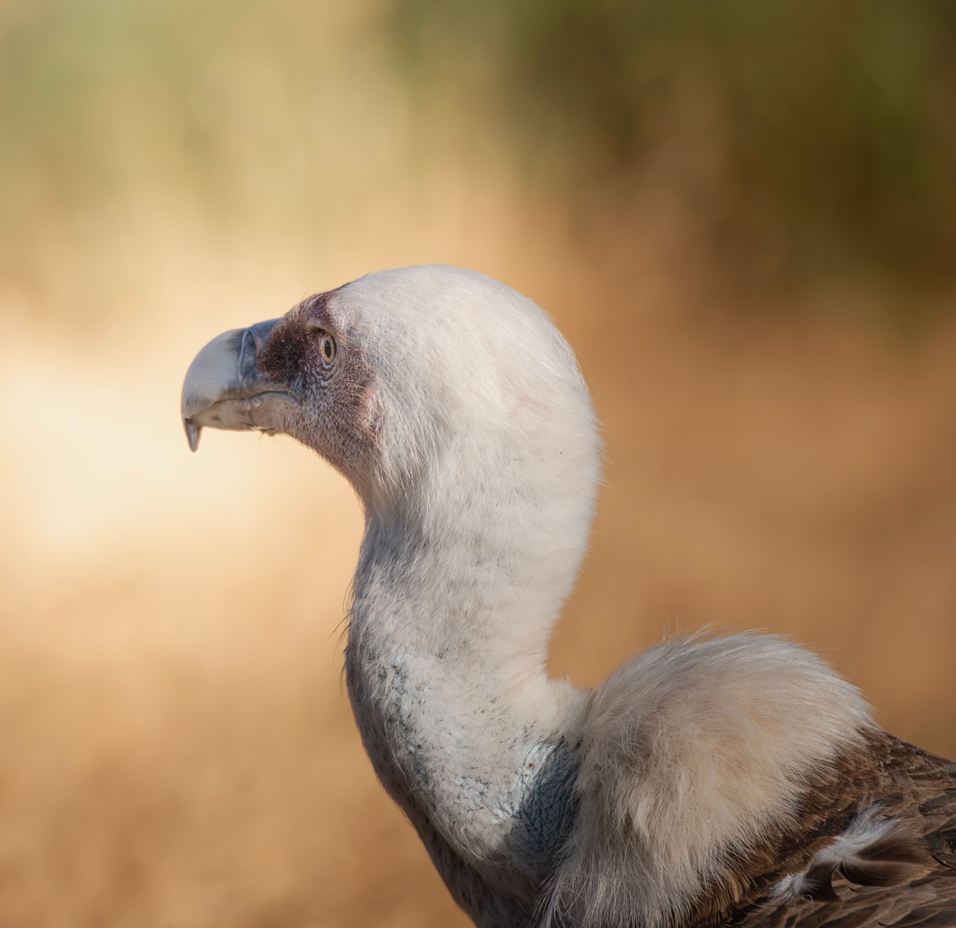 selective Focus Close-up Photo of White and Gray Vulture · Free Stock Photo