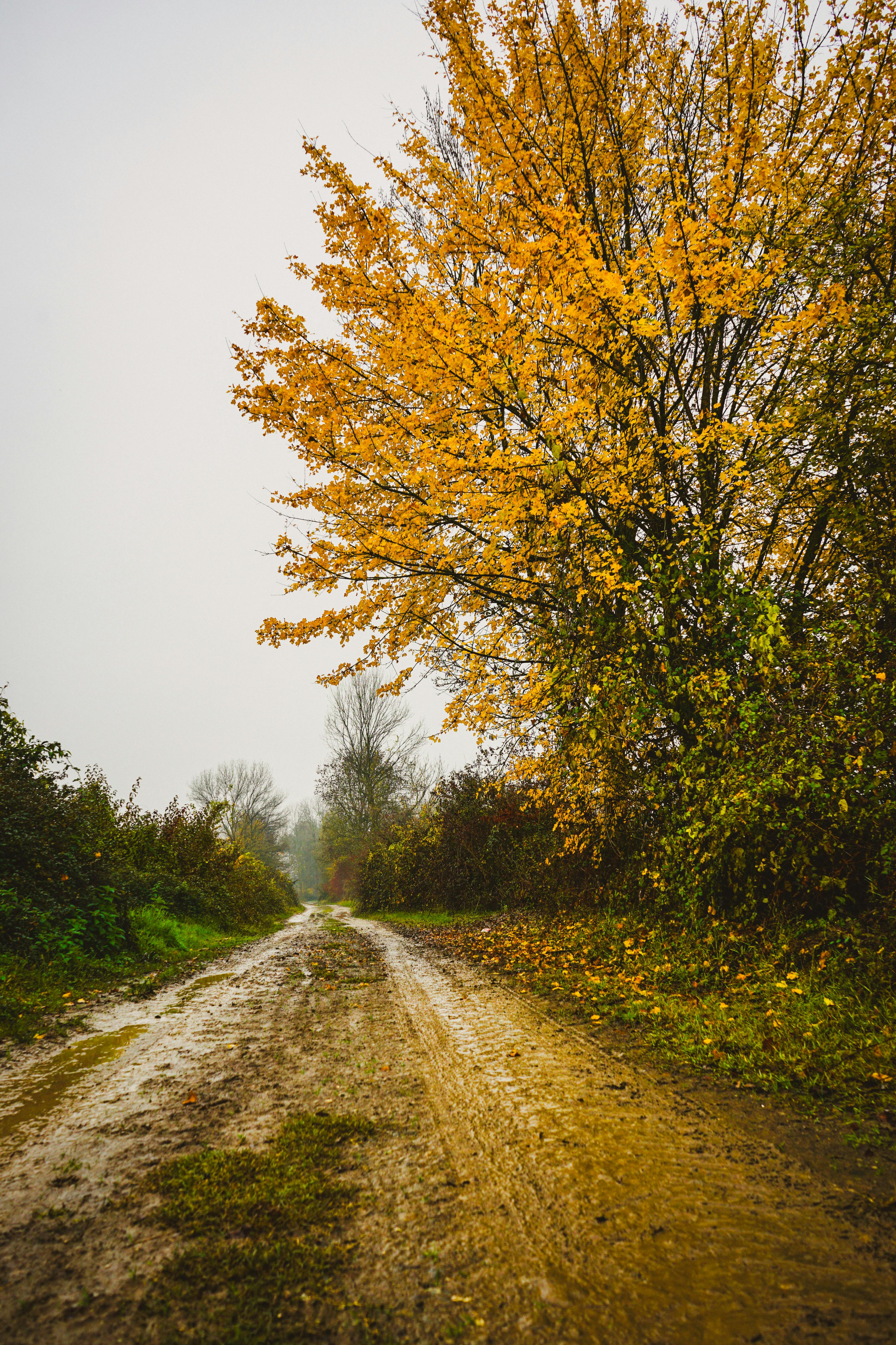 Scenic Autumn Dirt Road with Vibrant Foliage · Free Stock Photo