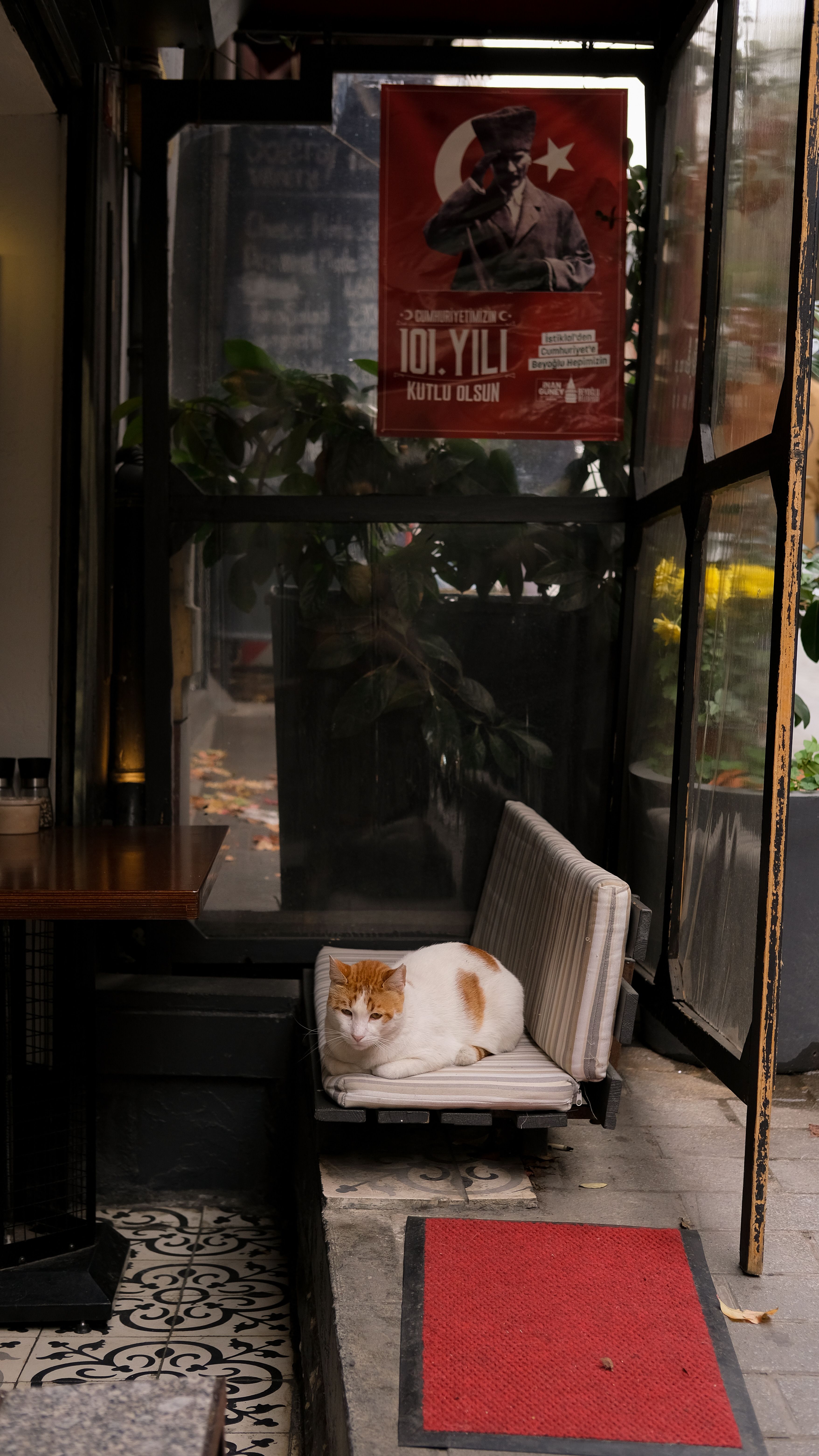 Charming Istanbul Cafe with Relaxed Cat · Free Stock Photo