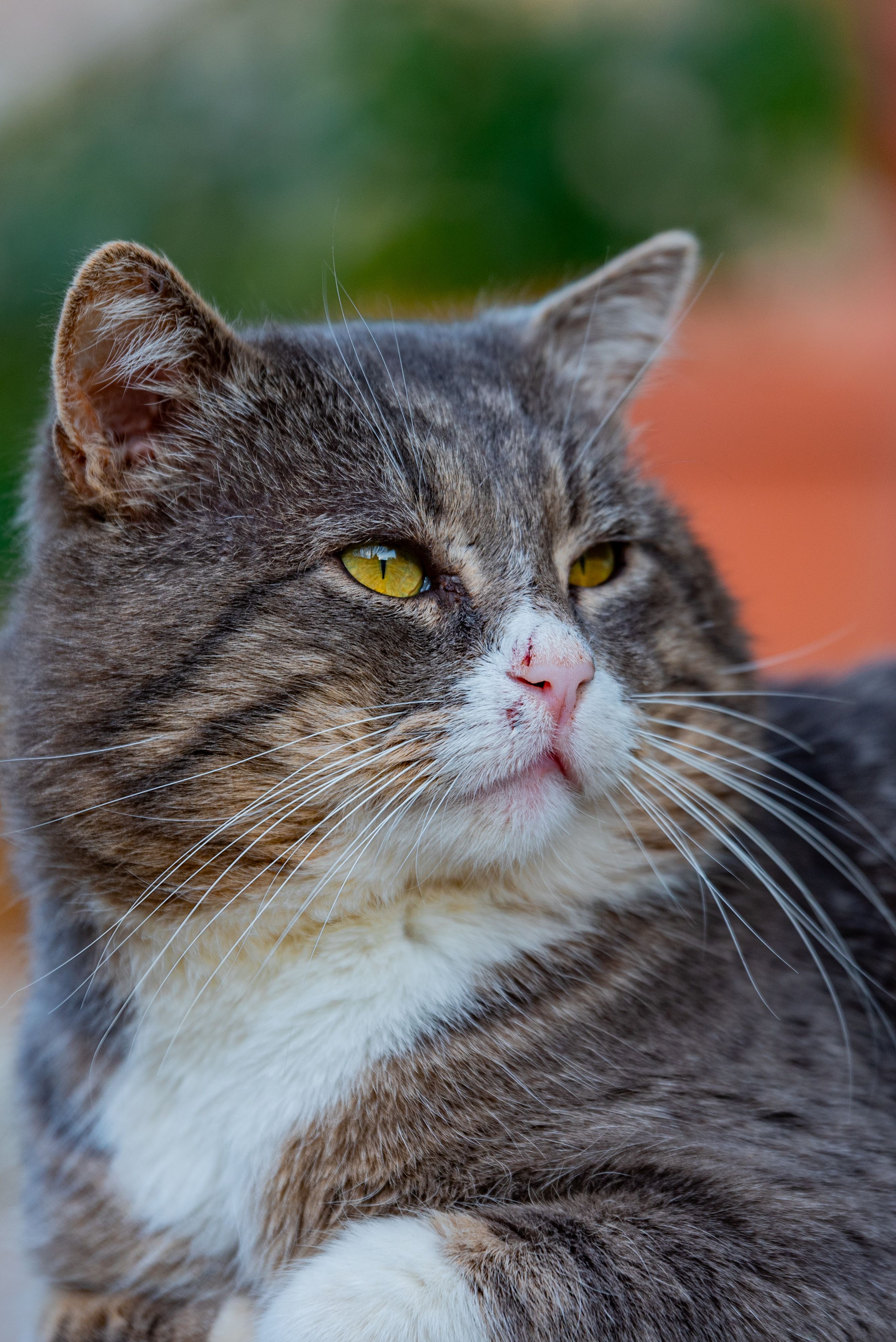 Close-up Portrait of a Domestic Cat Outdoors · Free Stock Photo