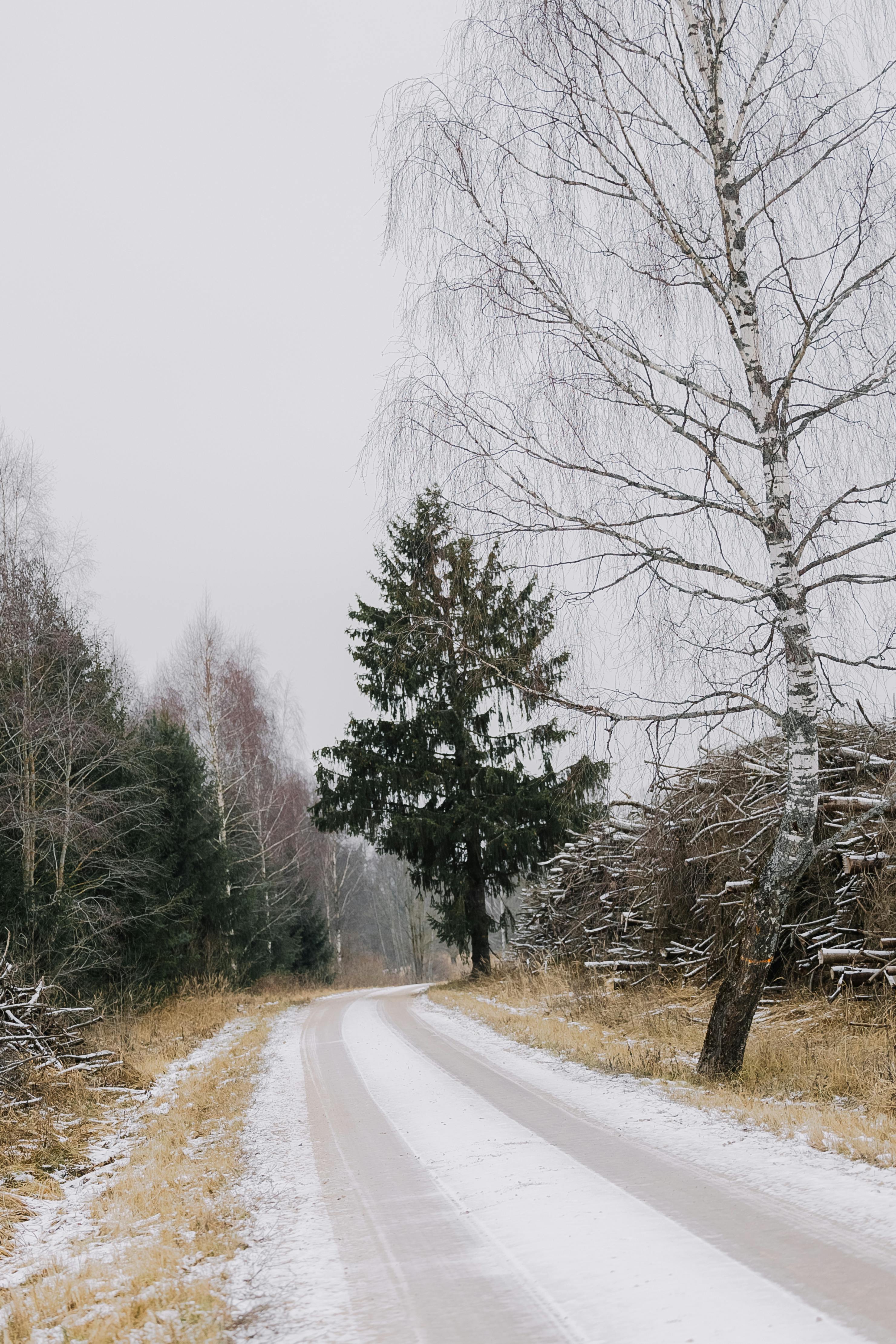 Wintery Rural Road with Snow-Dusted Trees · Free Stock Photo