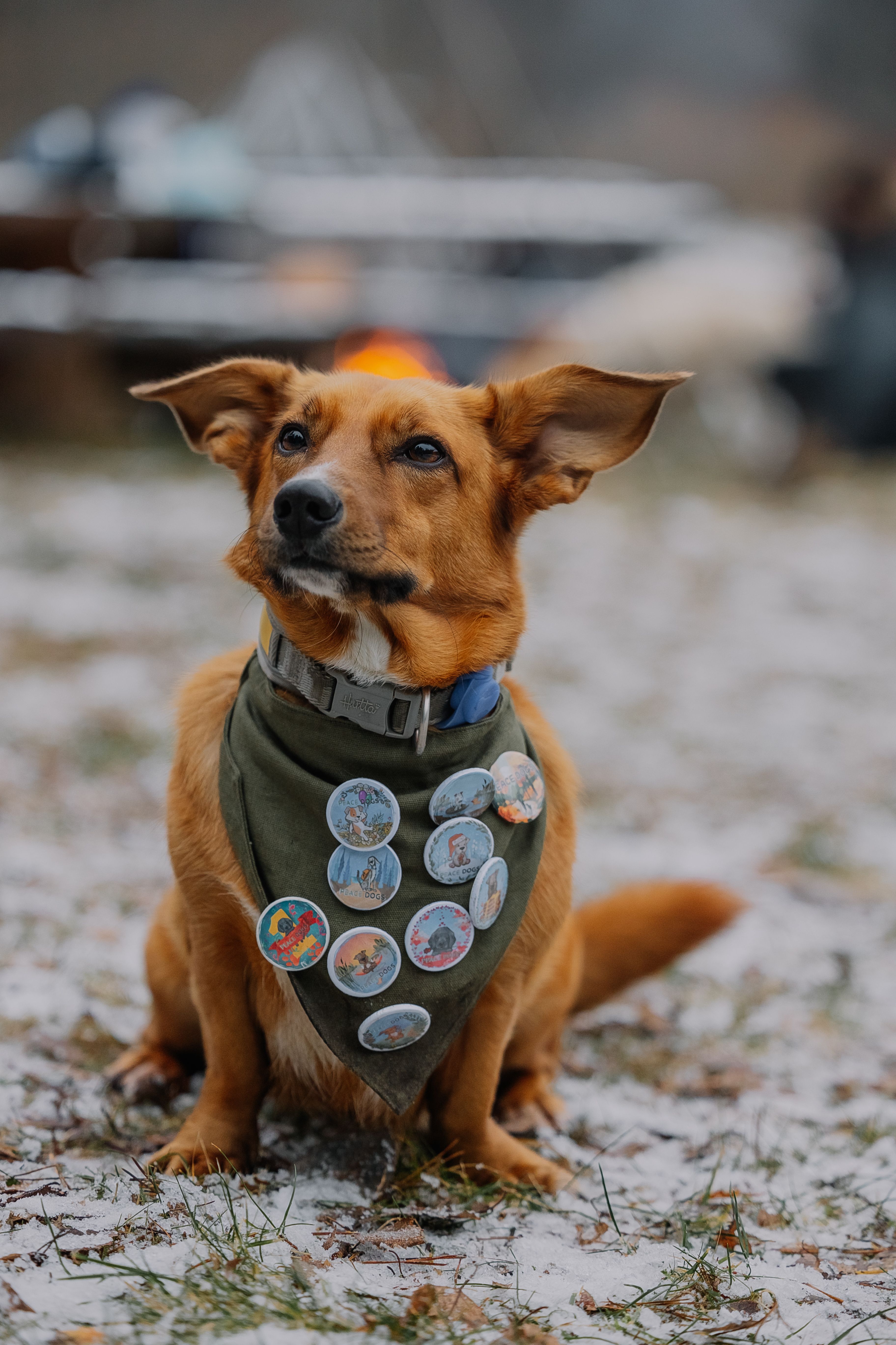 Dog Patches Photos, Download The BEST Free Dog Patches Stock Photos ...
