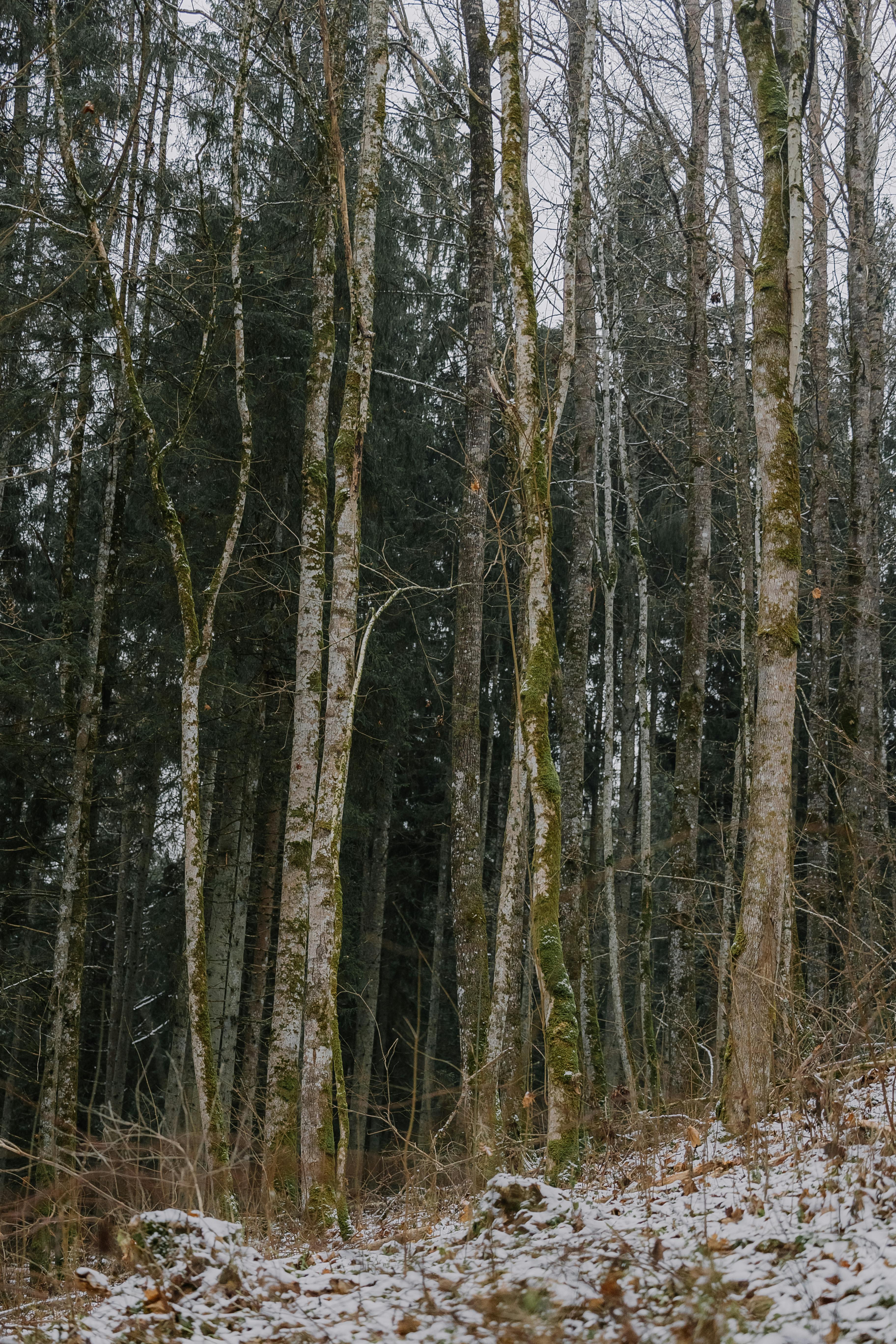 Serene Winter Forest with Snow-Dusted Trees · Free Stock Photo