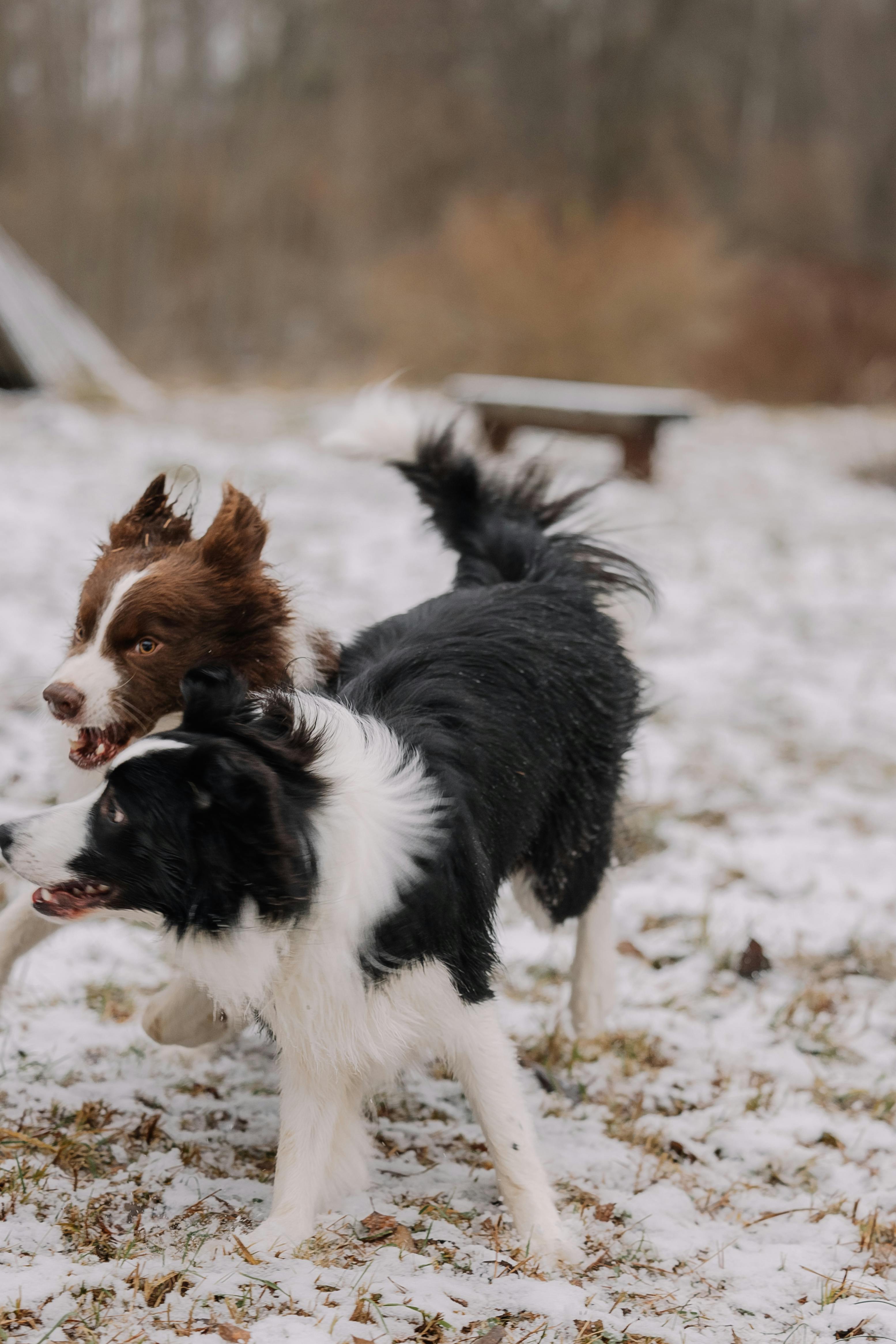 Playful Border Collies in Snowy Landscape · Free Stock Photo