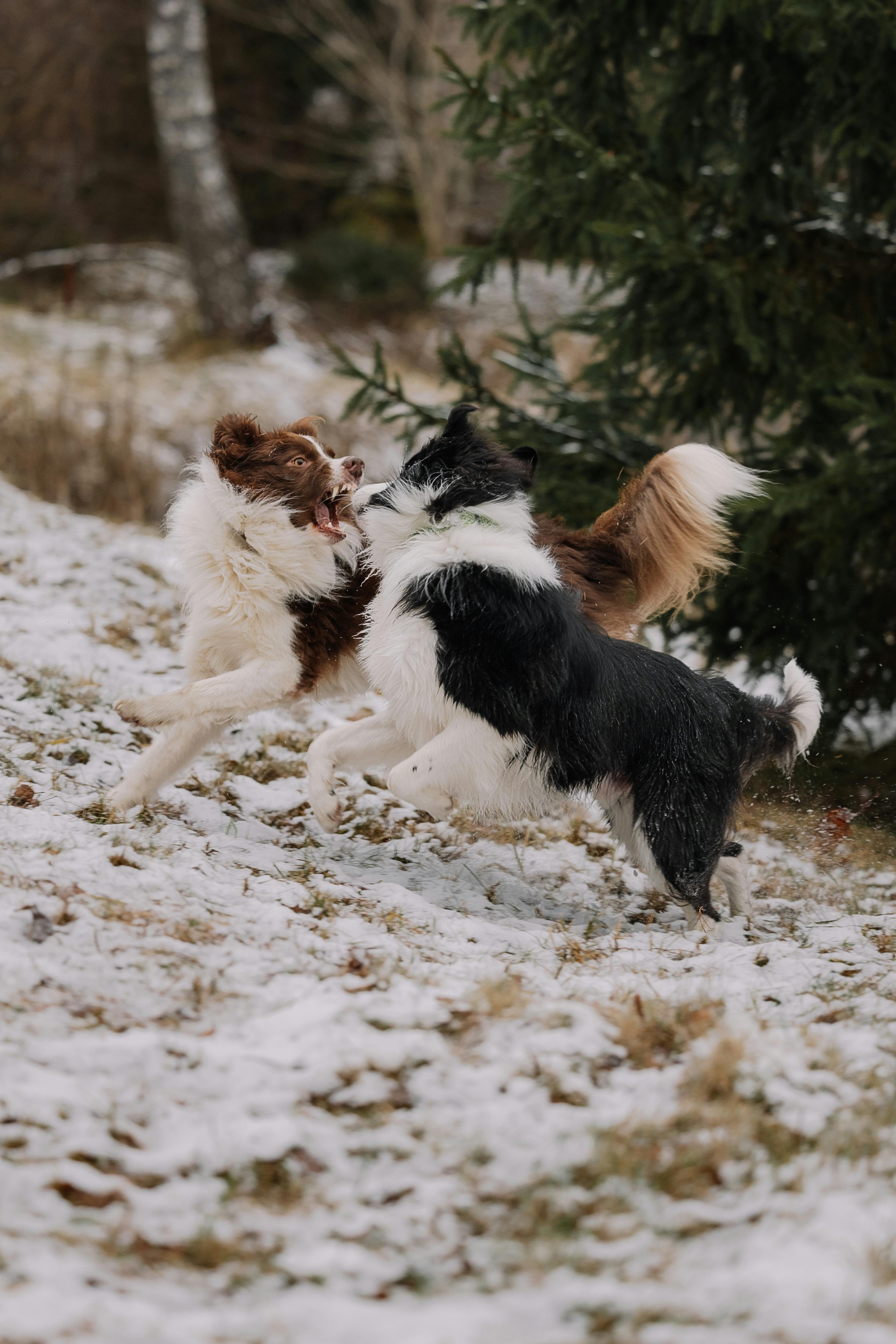 Playful Border Collies Frolic in Snowy Field · Free Stock Photo