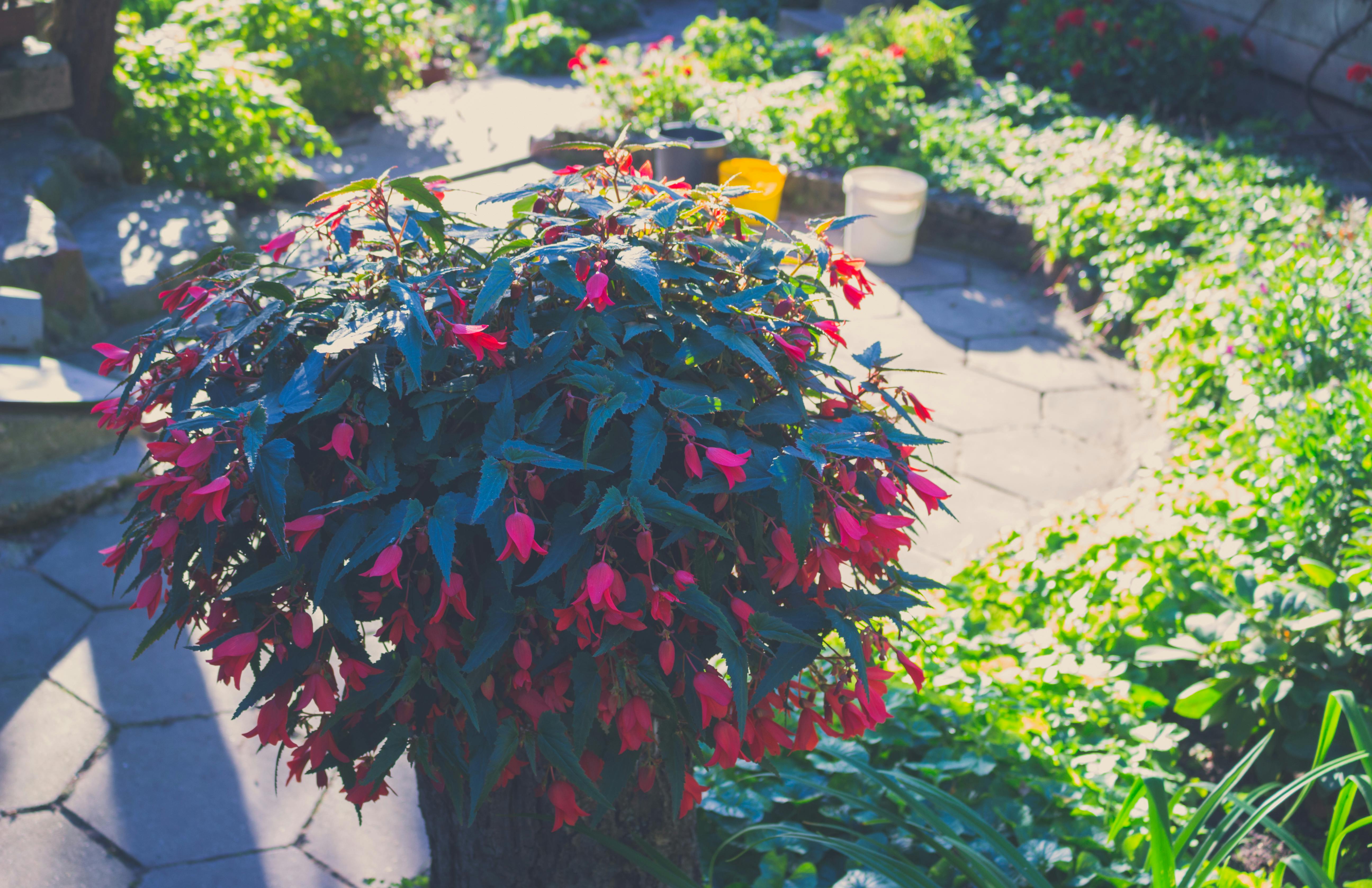 Free stock photo of beautiful, bloom, blooming