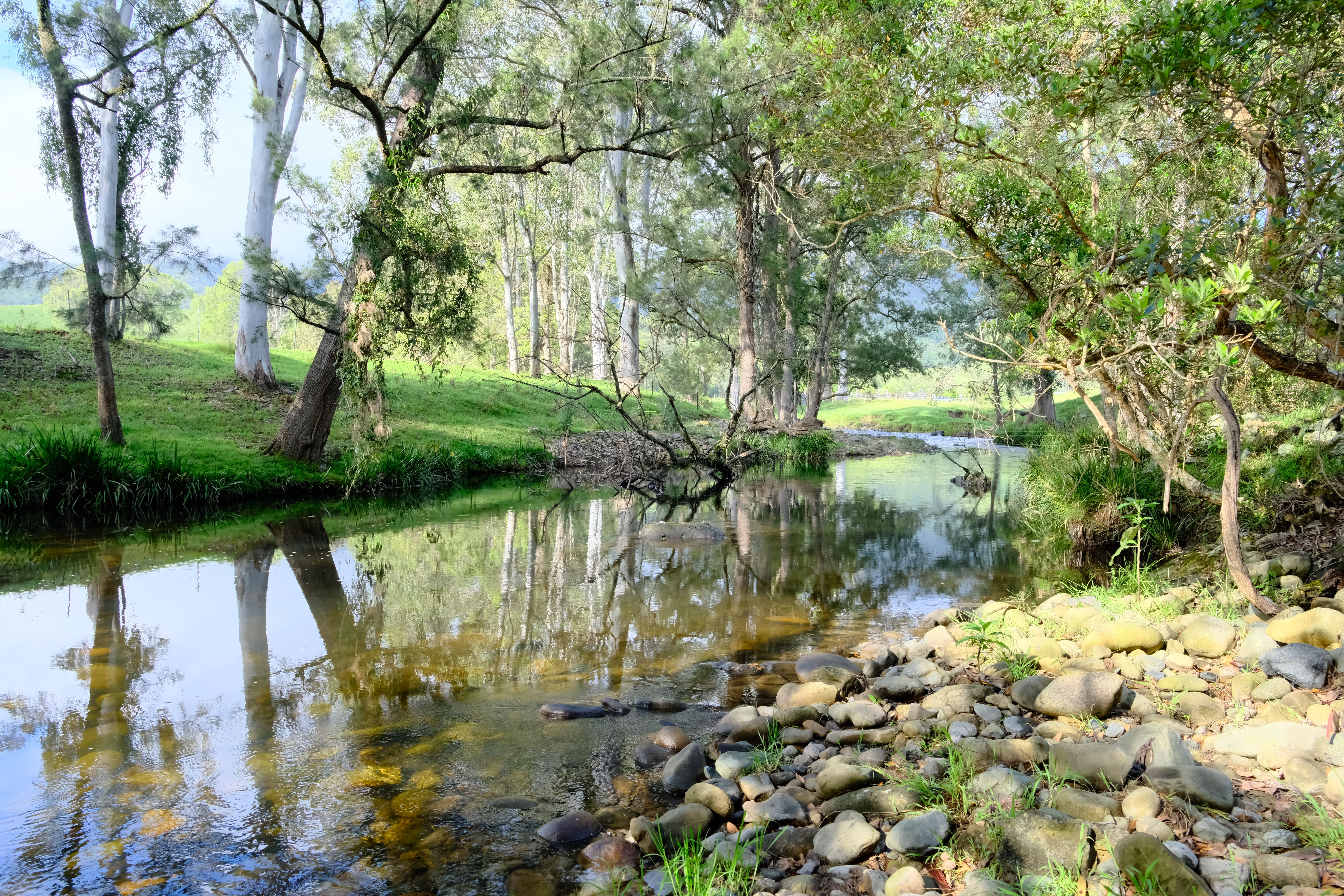 Serene Australian Creek Reflections in Nature · Free Stock Photo