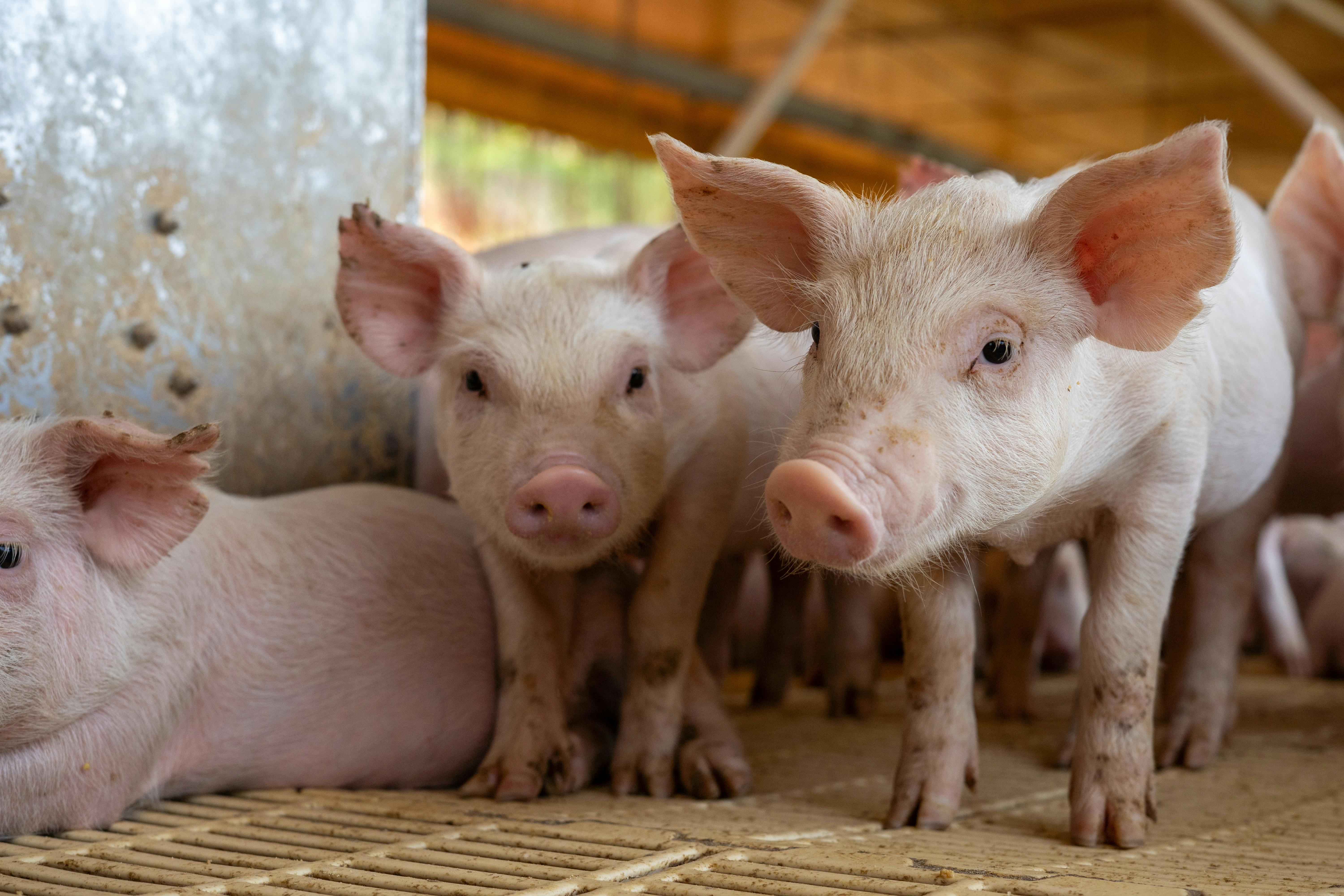 Close-up of Piglets in a Farm Pen · Free Stock Photo