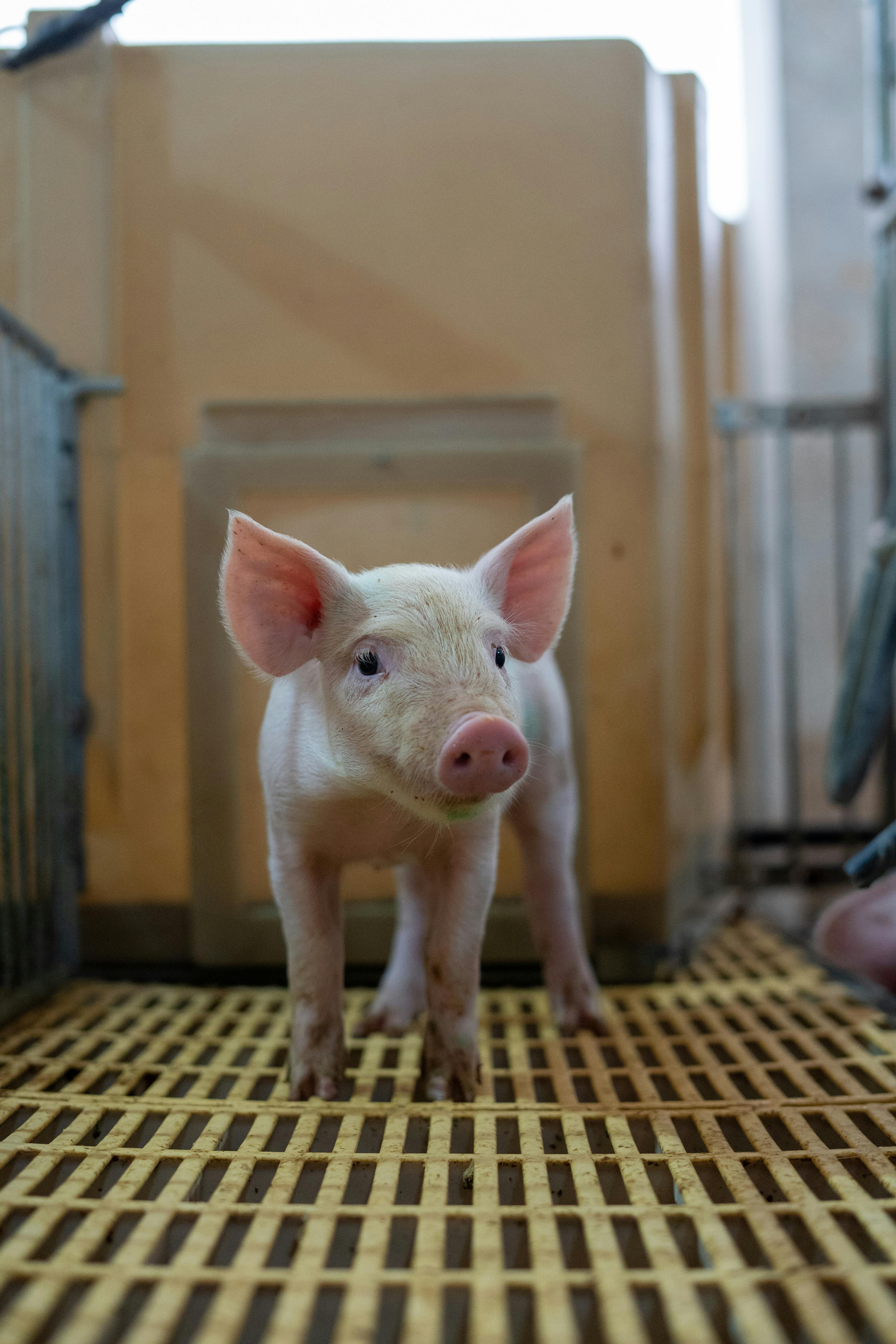 Adorable Piglet in Indoor Farm Pen · Free Stock Photo