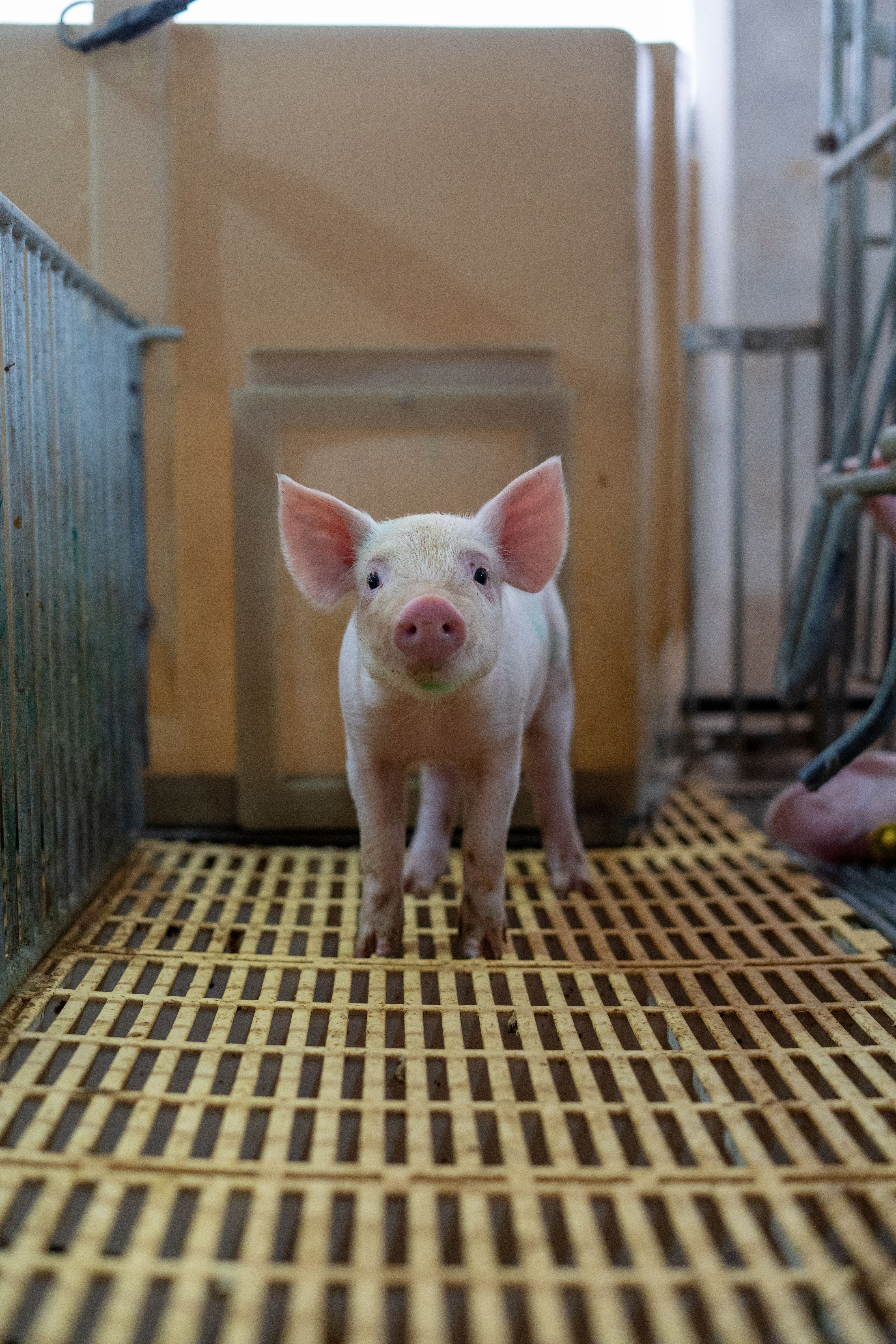 Cute Piglet in Modern Indoor Farm Setting · Free Stock Photo