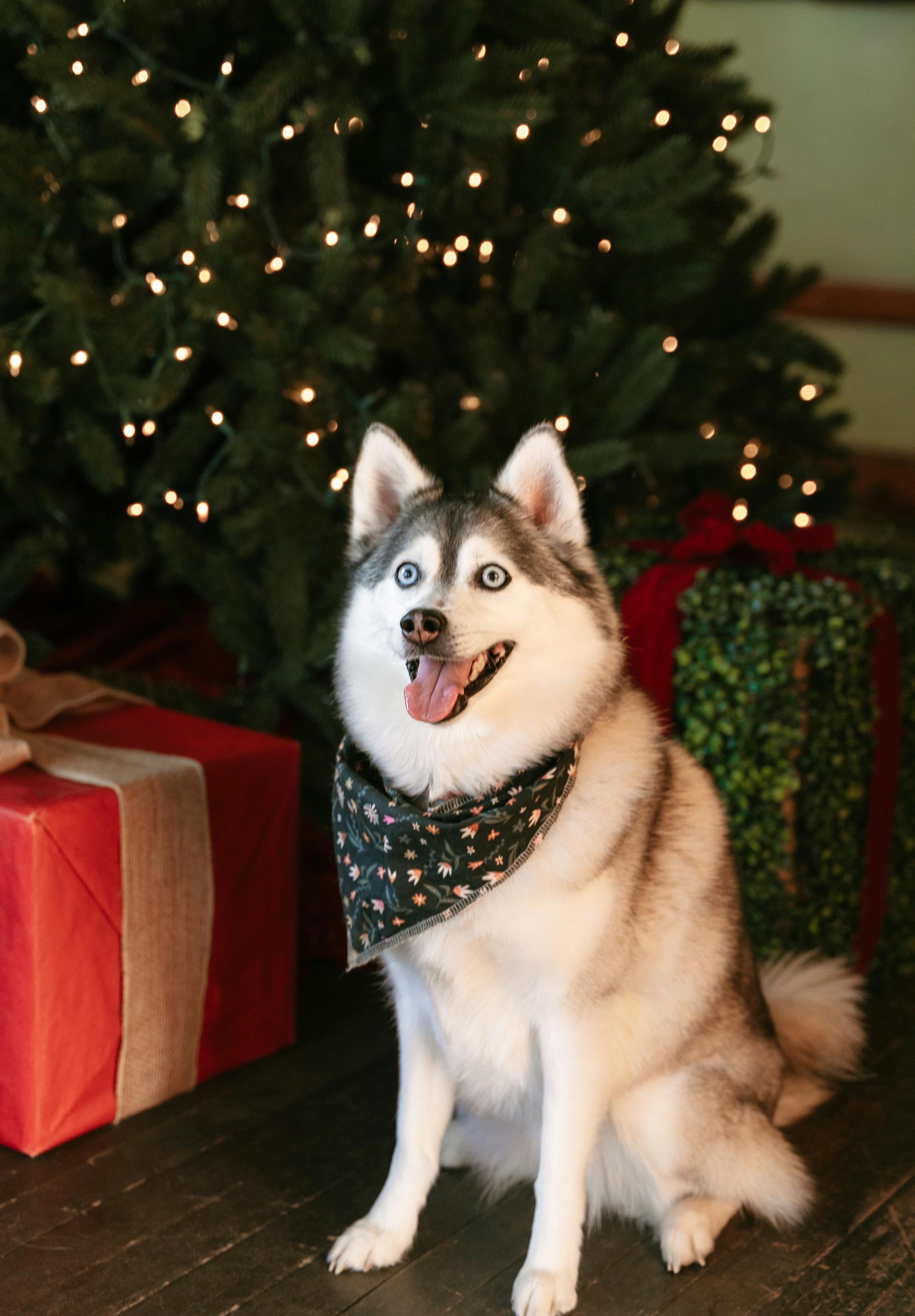 Christmas Tree With Husky Photos, Download The BEST Free Christmas Tree ...