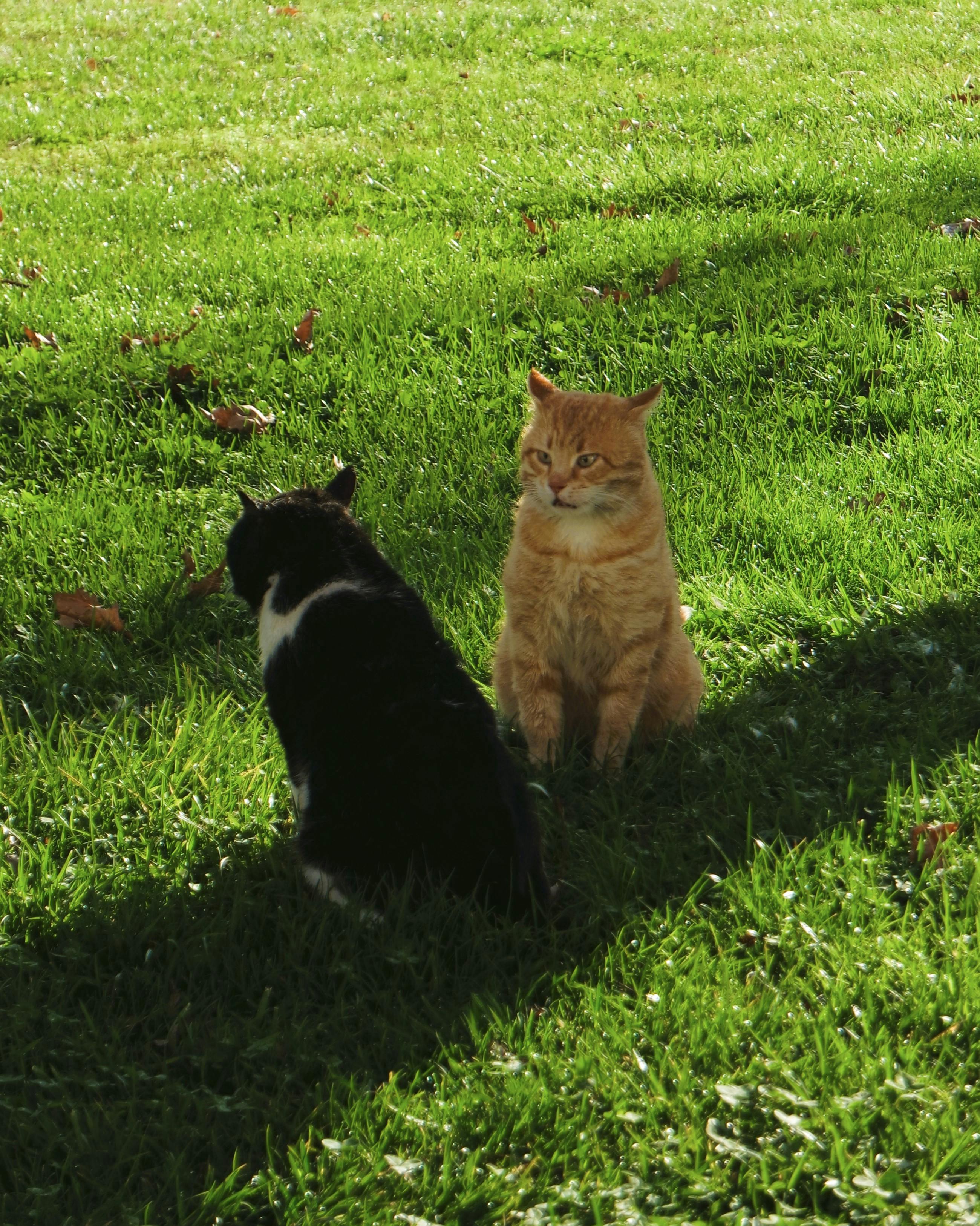 Two Cats Interacting on a Sunny Lawn · Free Stock Photo