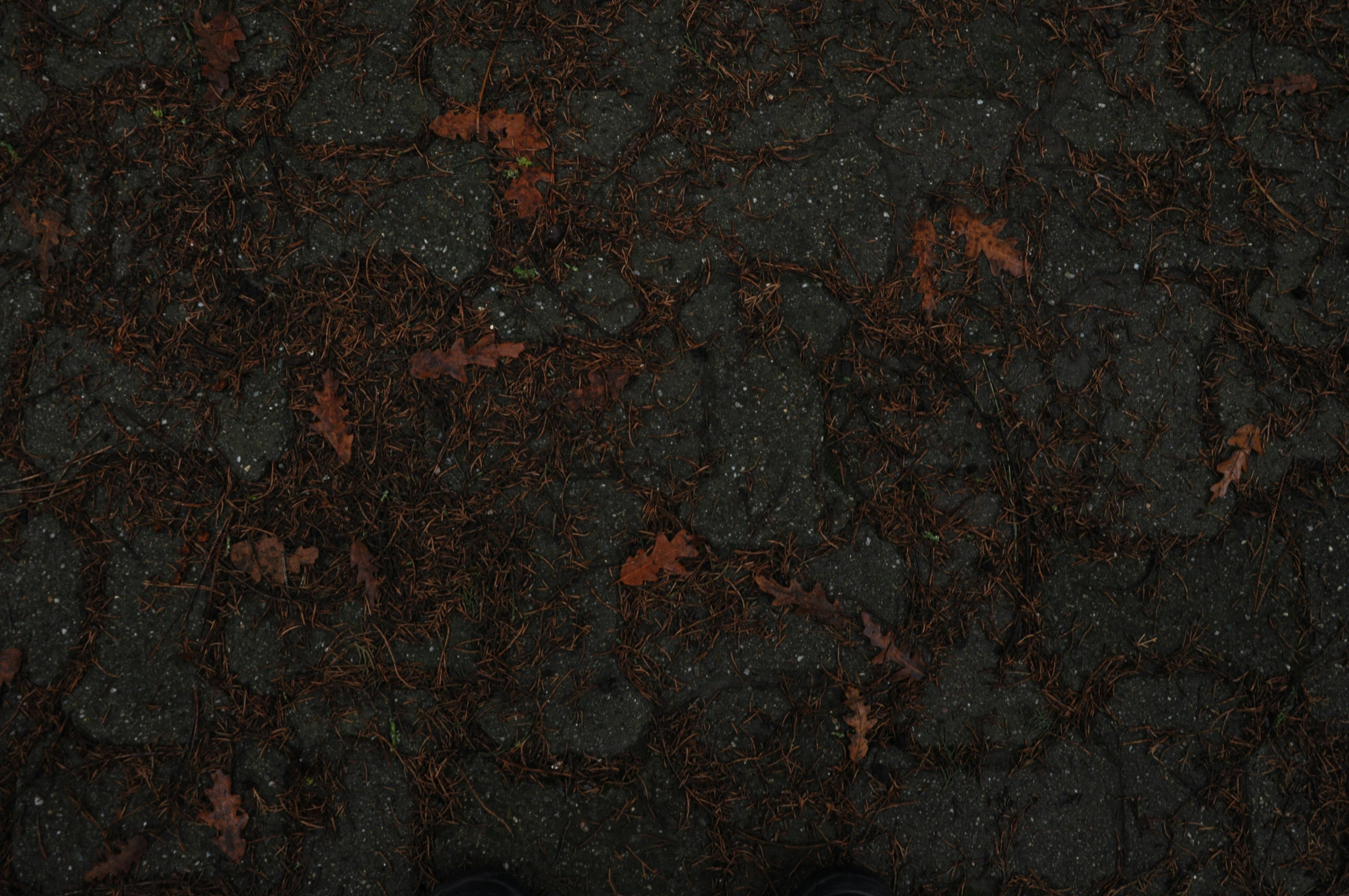 Dark Autumn Leaves on a Cobblestone Path · Free Stock Photo